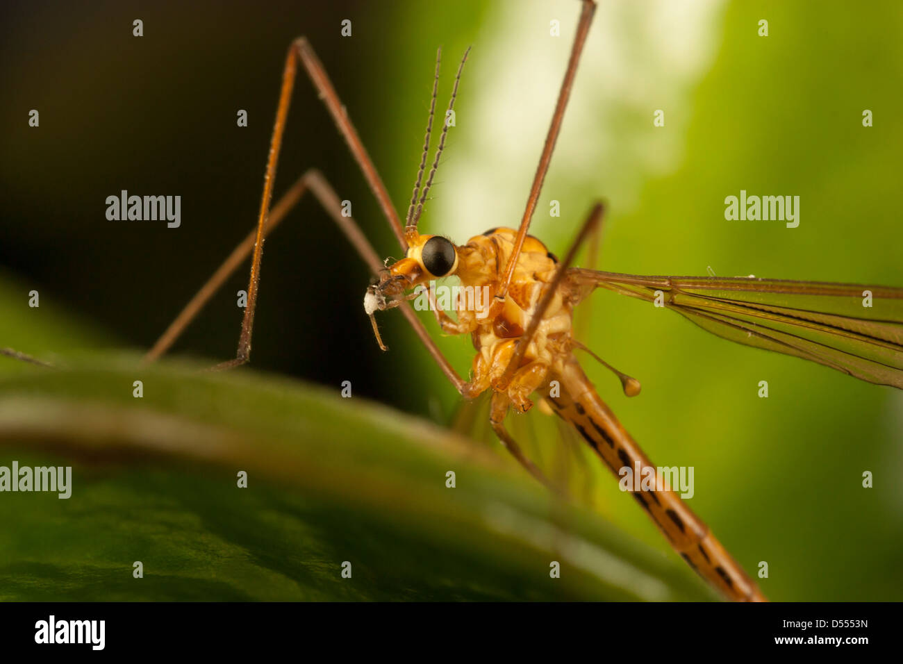 Crane Fly High Resolution Stock Photography and Images - Alamy