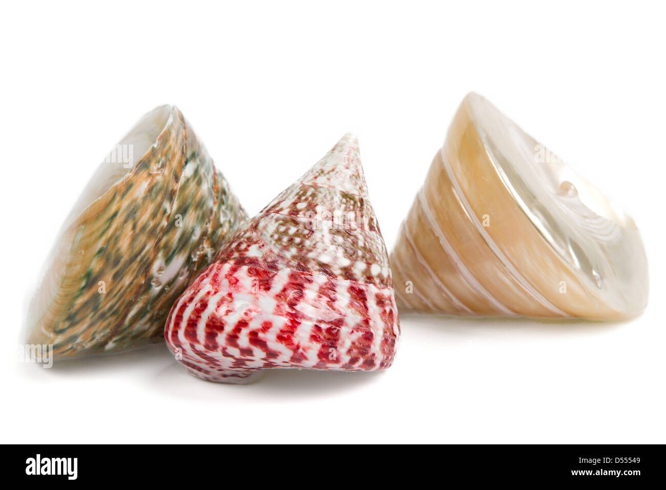 colorful sea shells isolated on white background Stock Photo - Alamy