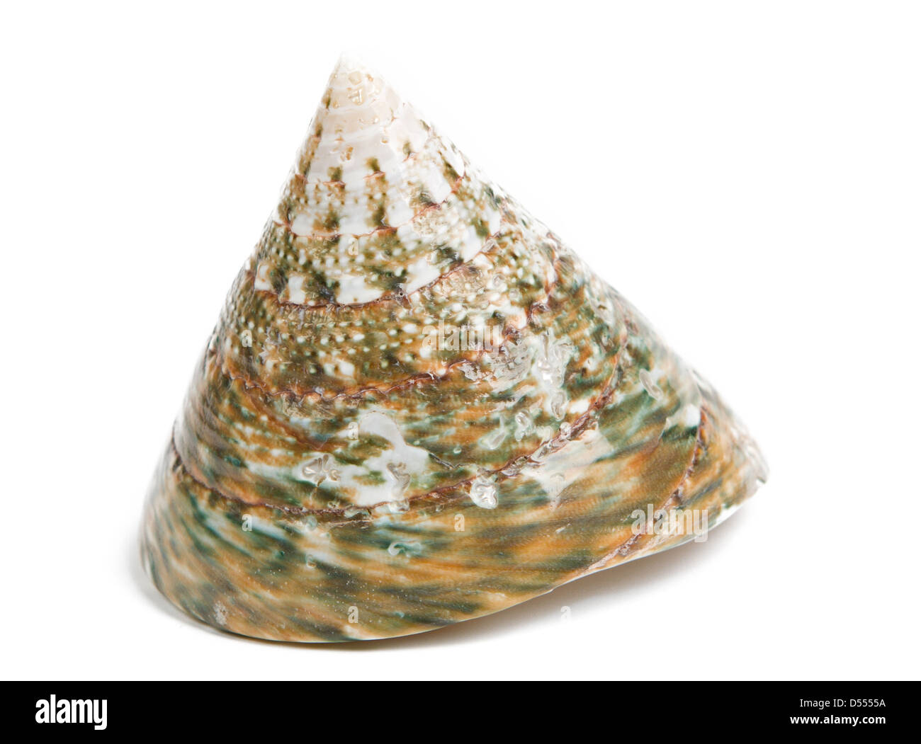 colorful sea shells isolated on white background Stock Photo - Alamy