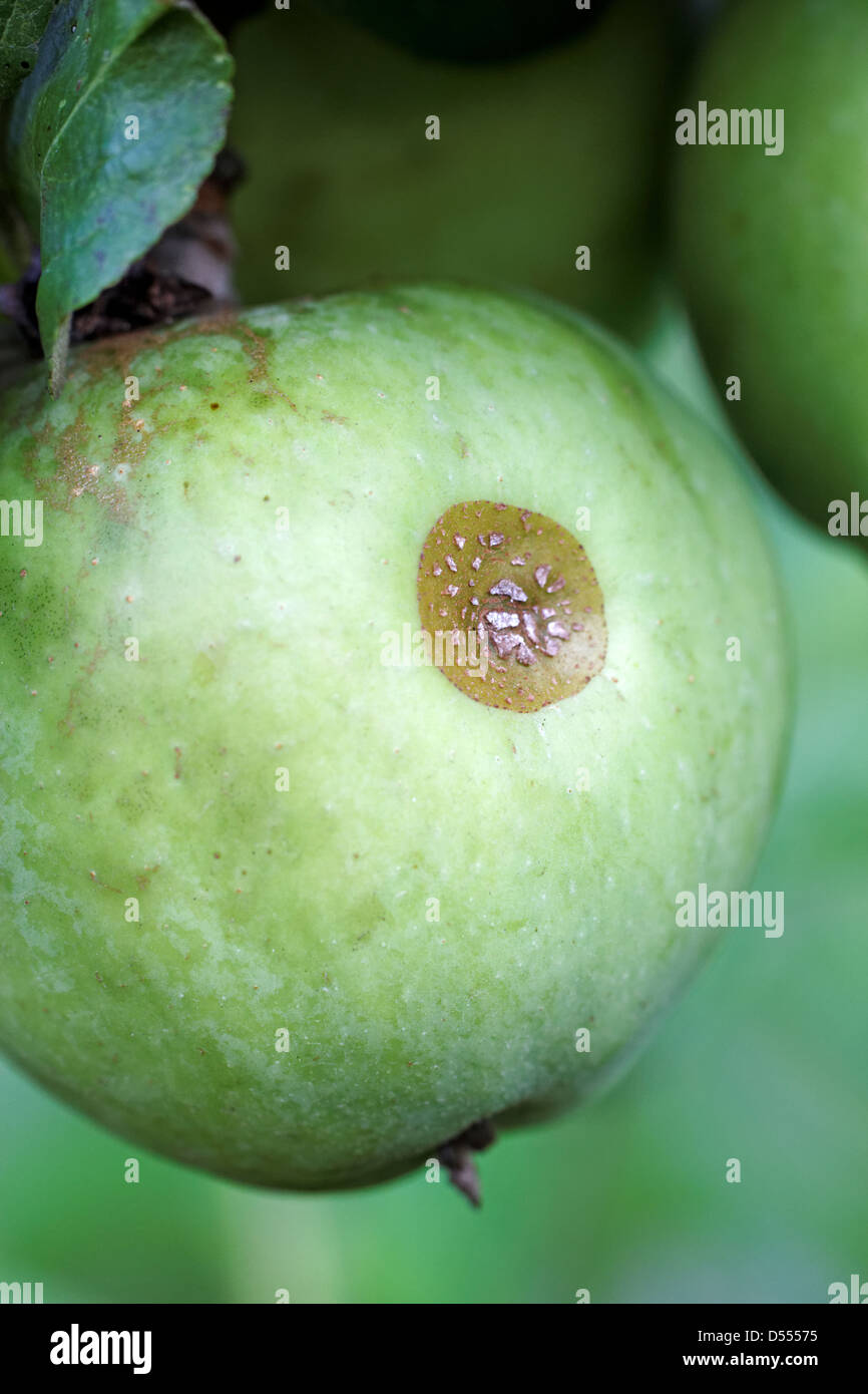 Apple capsid bug hi-res stock photography and images - Alamy