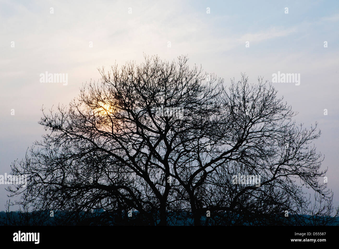Sun rising over bare tree Stock Photo - Alamy