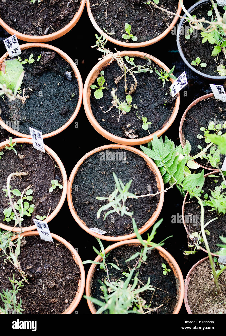 Potted plants in nursery Stock Photo - Alamy