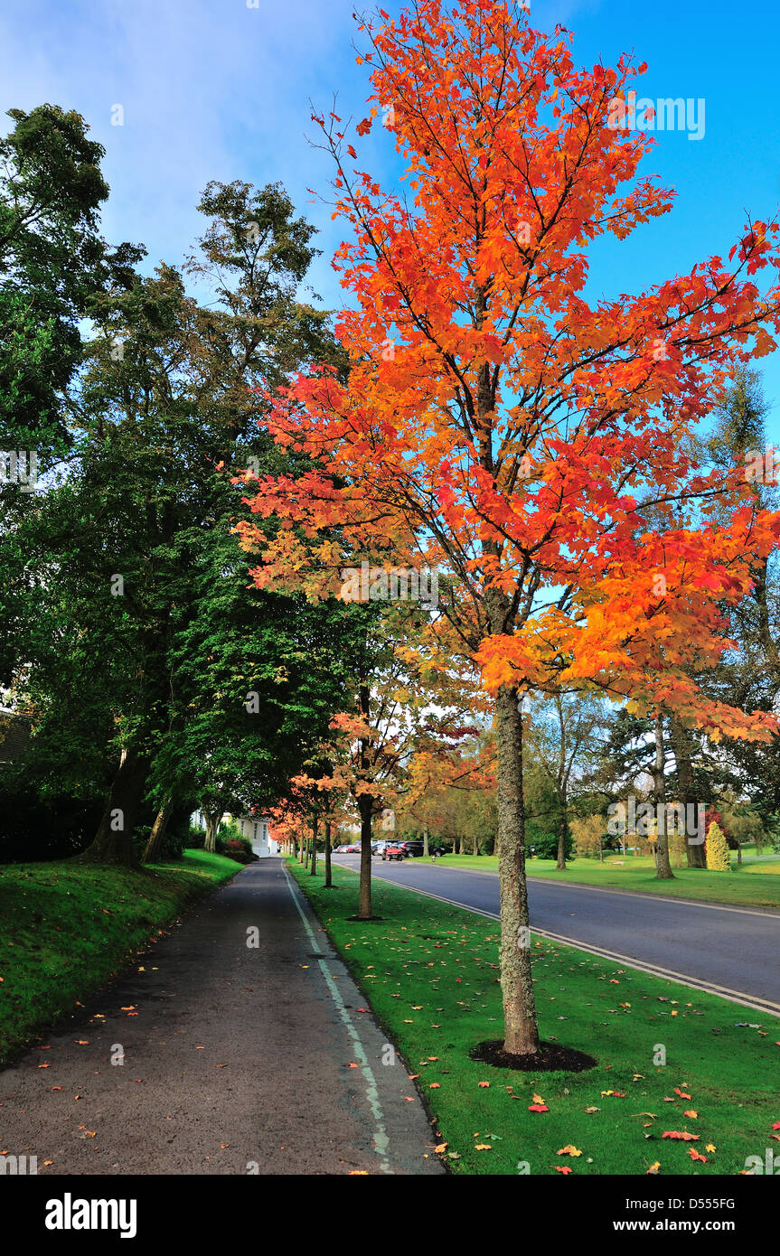 Maple tree hi-res stock photography and images - Alamy