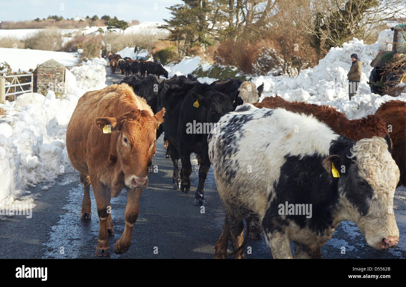 Starving cattle hi-res stock photography and images - Alamy
