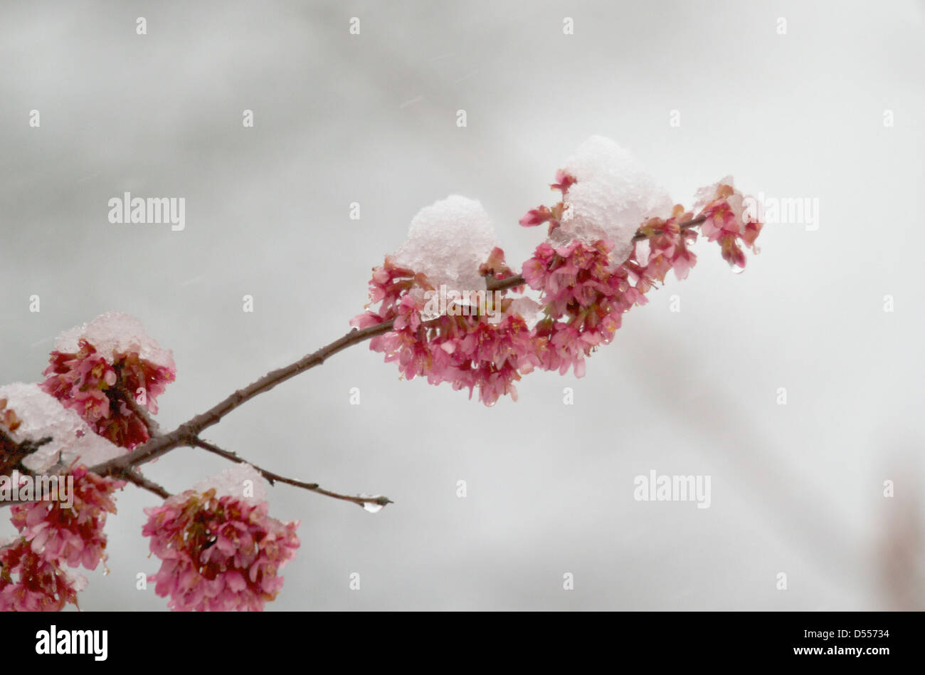 snow in springtime Stock Photo - Alamy