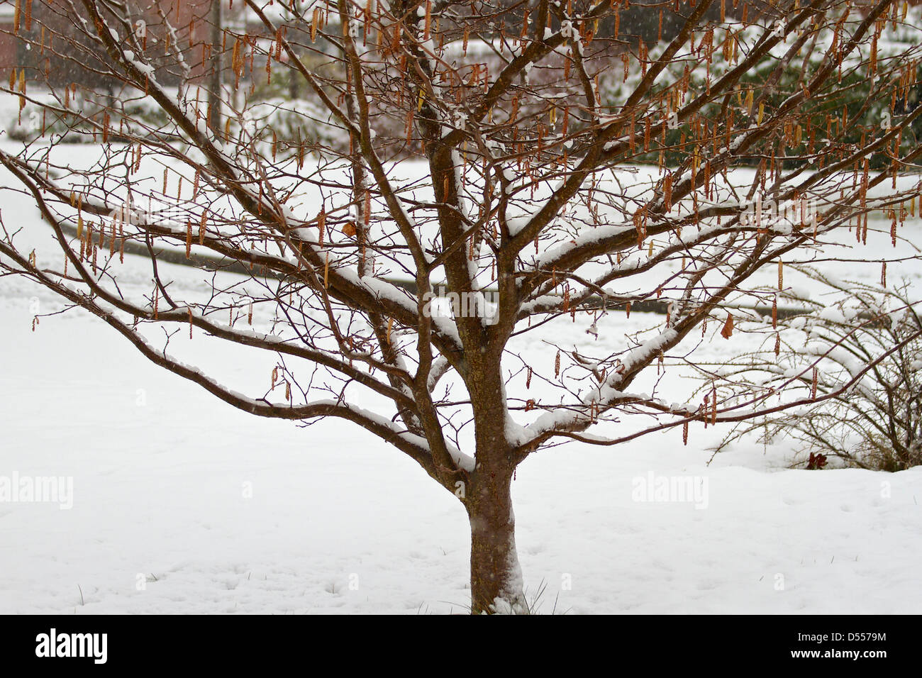 snow in springtime Stock Photo - Alamy