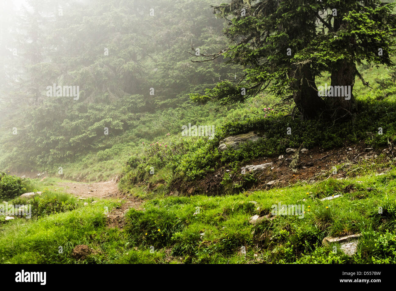 Fog rolling over rural dirt path Stock Photo - Alamy
