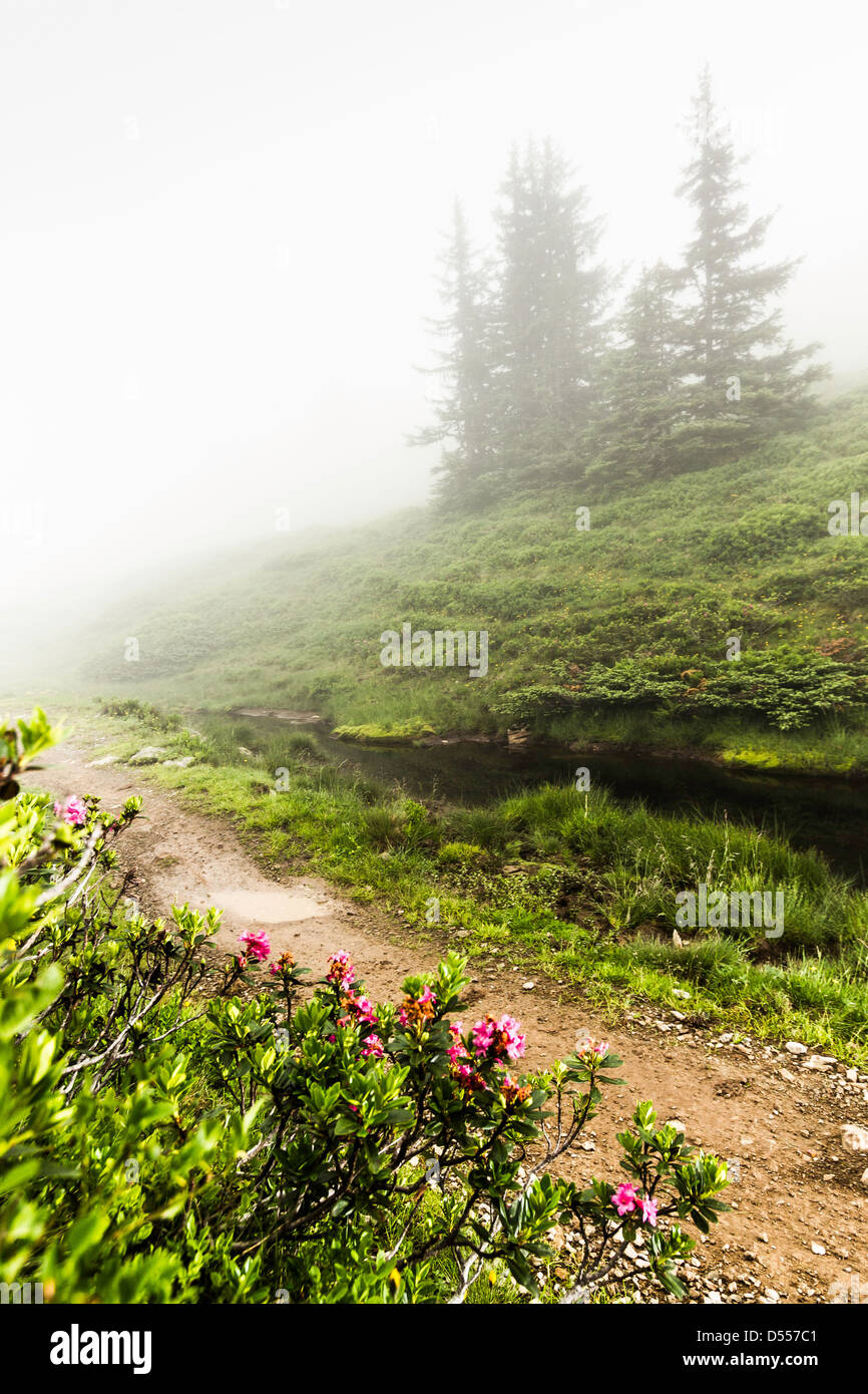 Rolling forest path hi-res stock photography and images - Alamy