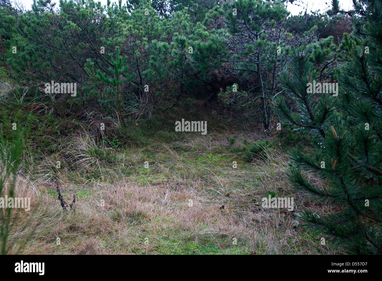 Birch thicket hi-res stock photography and images - Alamy