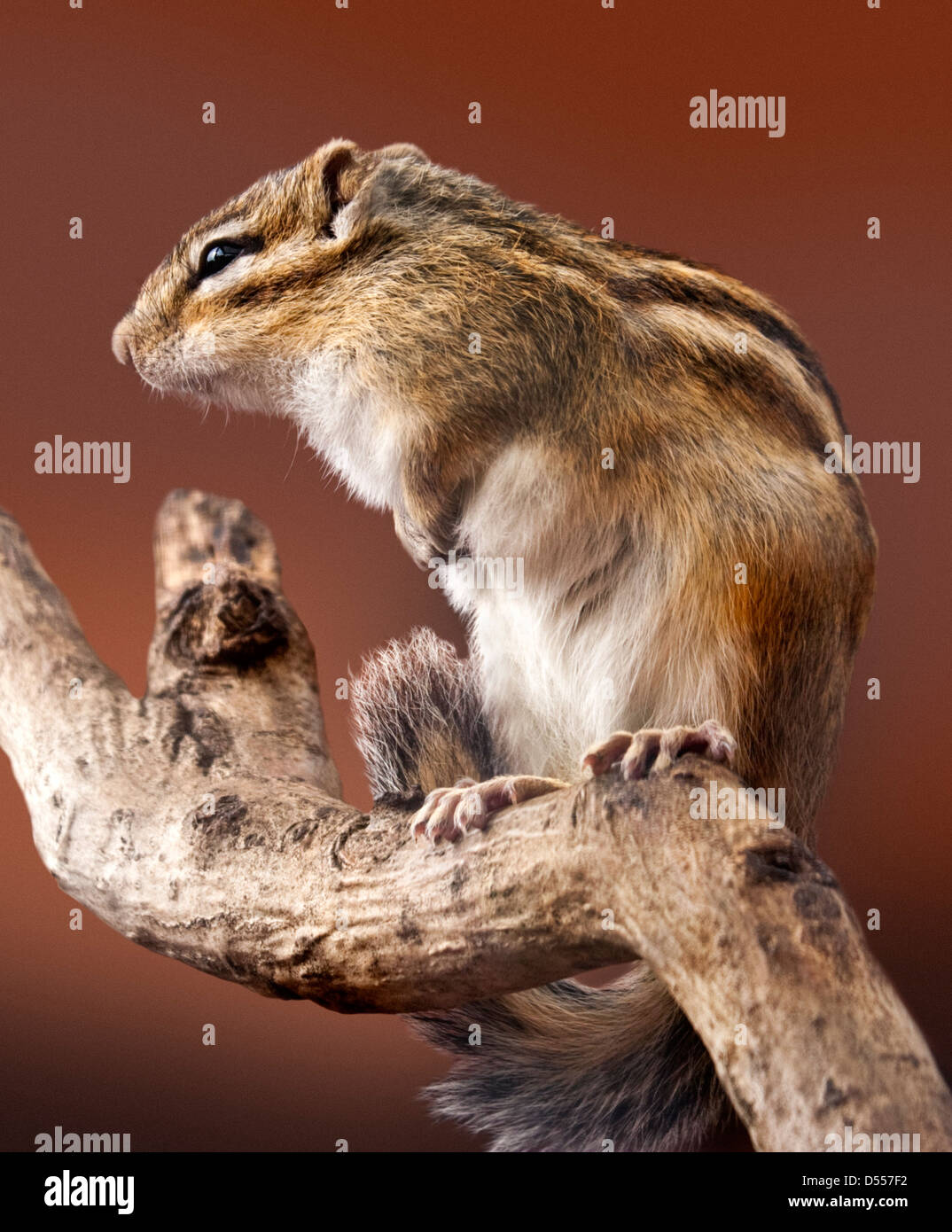 Chipmunks feeding hi-res stock photography and images - Alamy