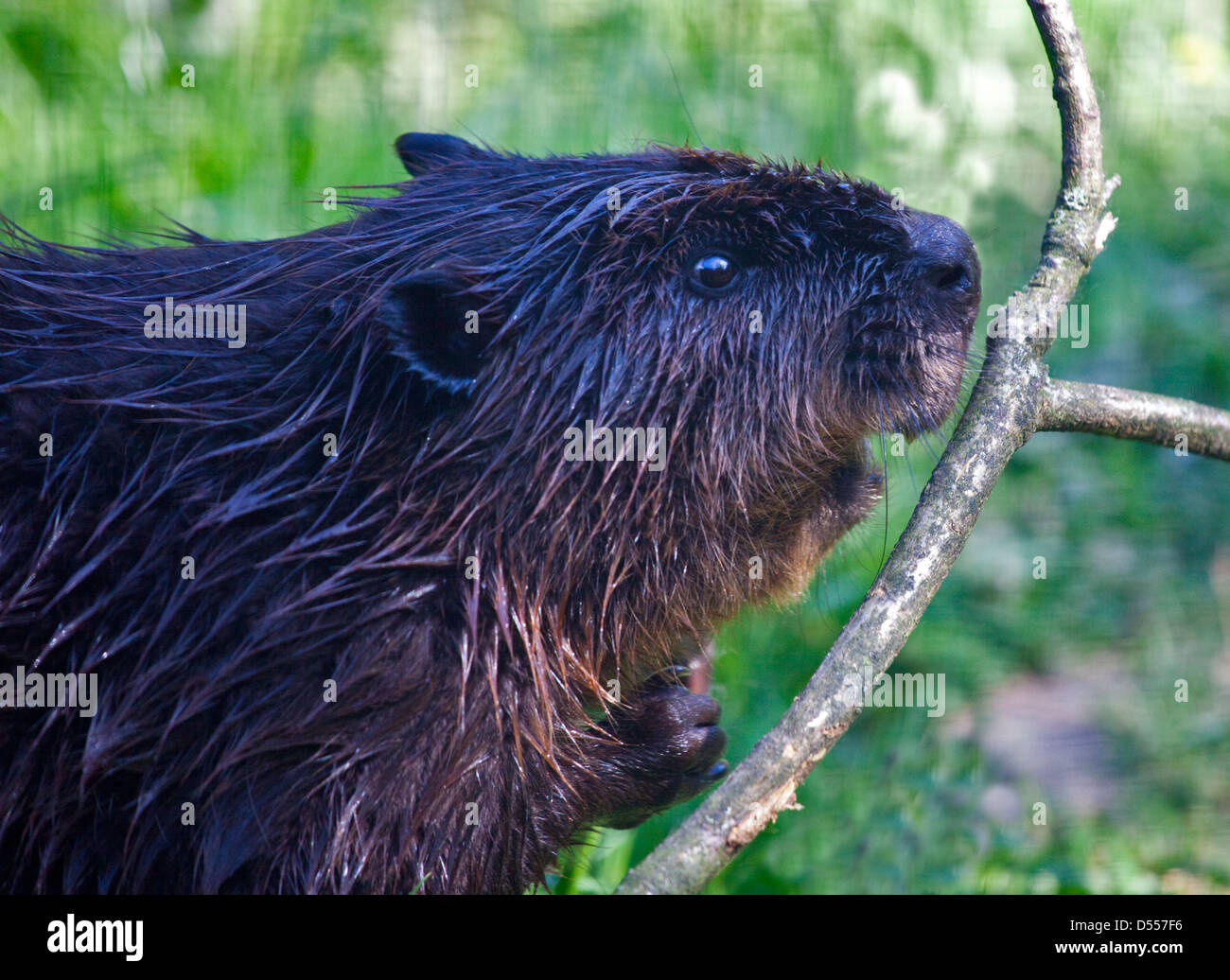 European Beaver (castor fiber) holding branch Stock Photo - Alamy