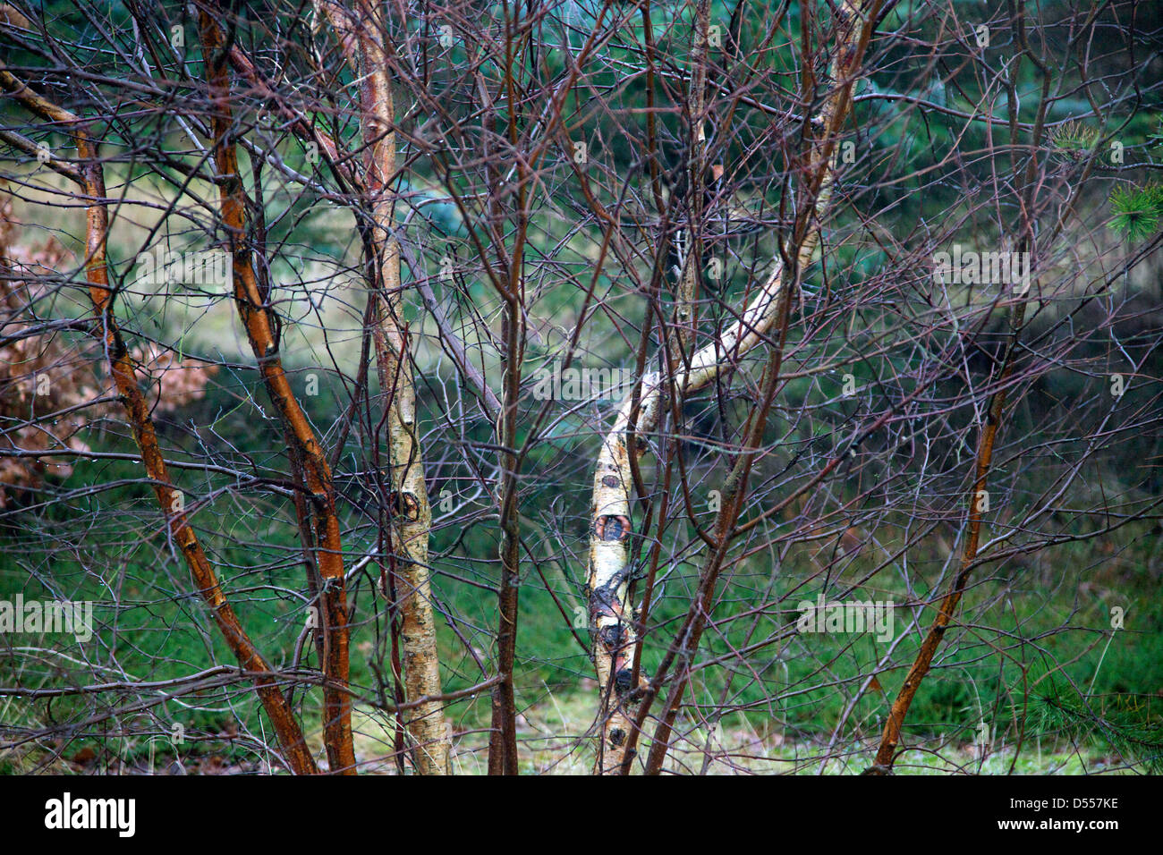 Birch thicket hi-res stock photography and images - Alamy