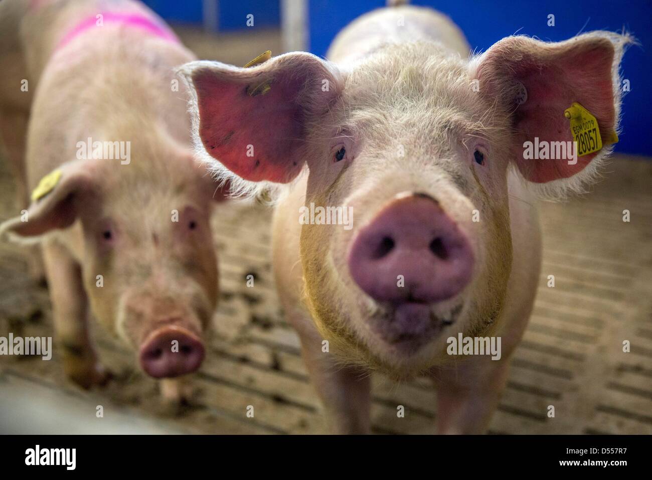 Two pigs look into the camera at the pig farm in Wiegleben, Germany, 25 ...