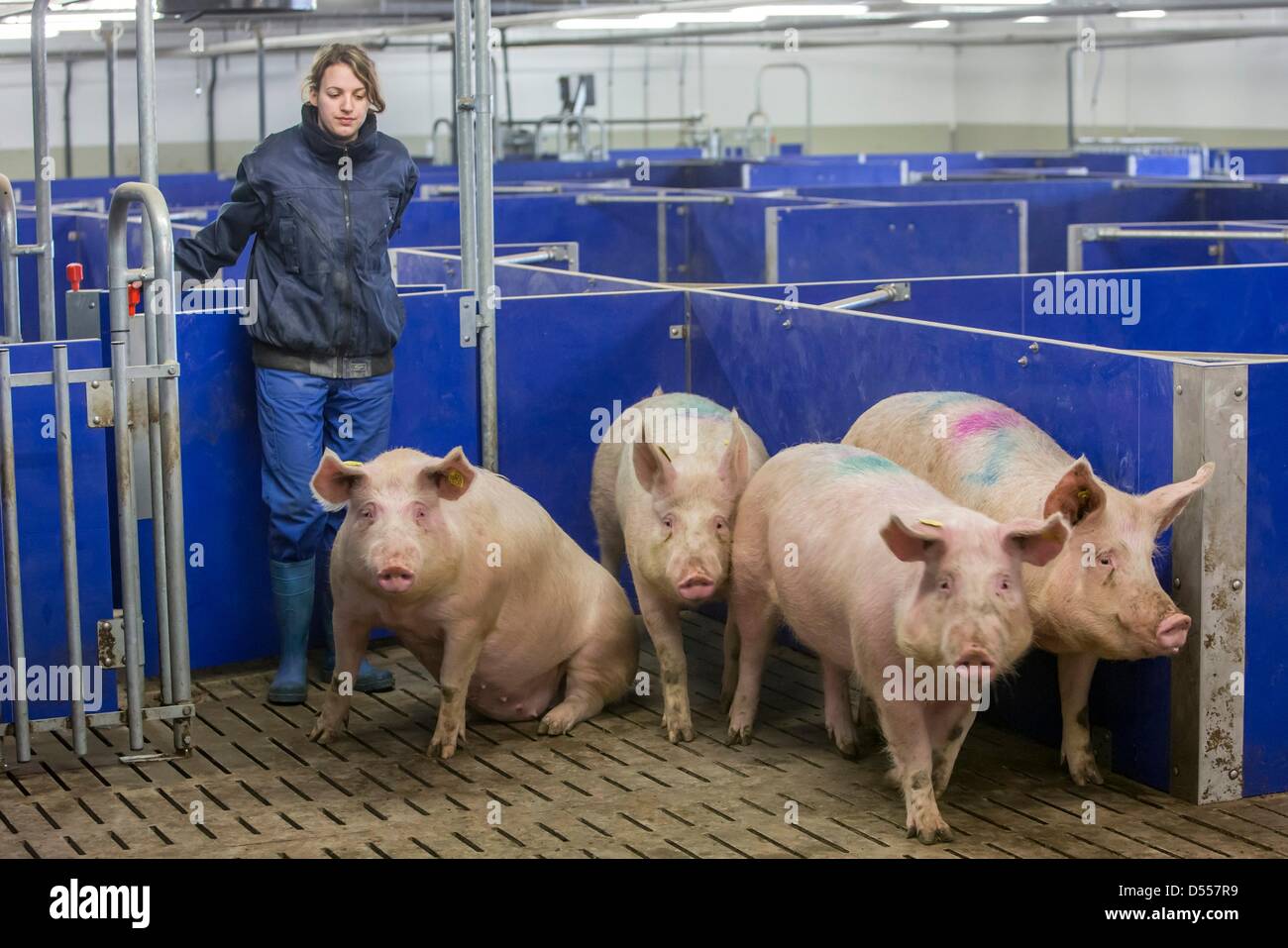 Pig breeder Carin Ebert examines the health condition of pigs at a pig ...
