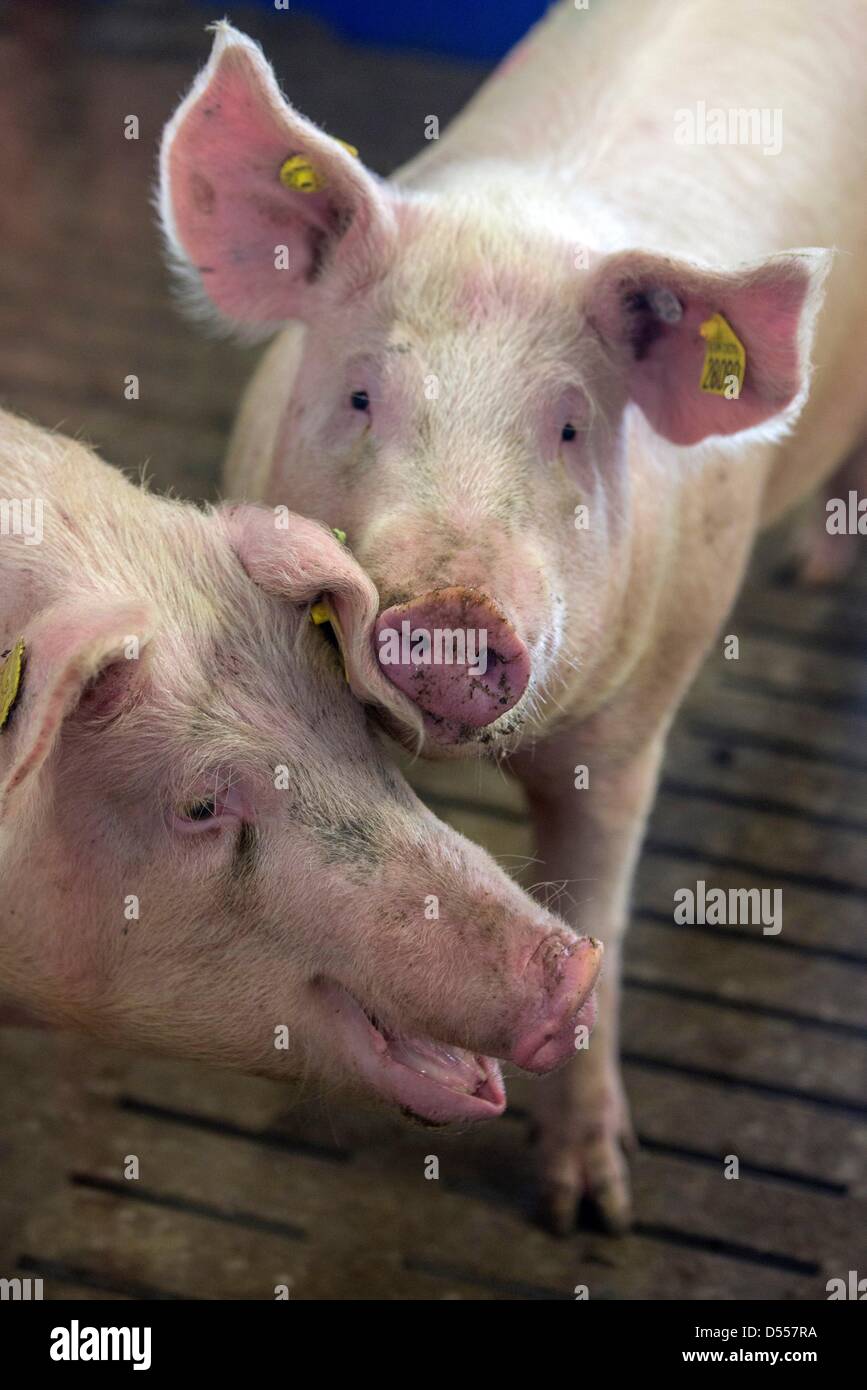 Two pigs look into the camera at the pig farm in Wiegleben, Germany, 25 ...