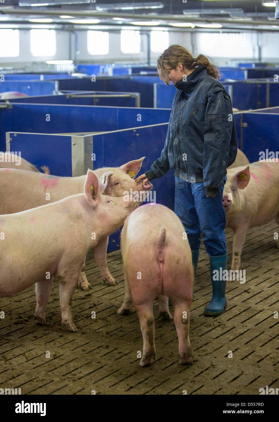 Pig breeder Carin Ebert examines the health condition of pigs at a pig ...