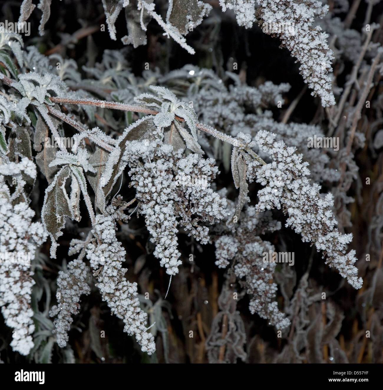 Frosty lining hi-res stock photography and images - Alamy
