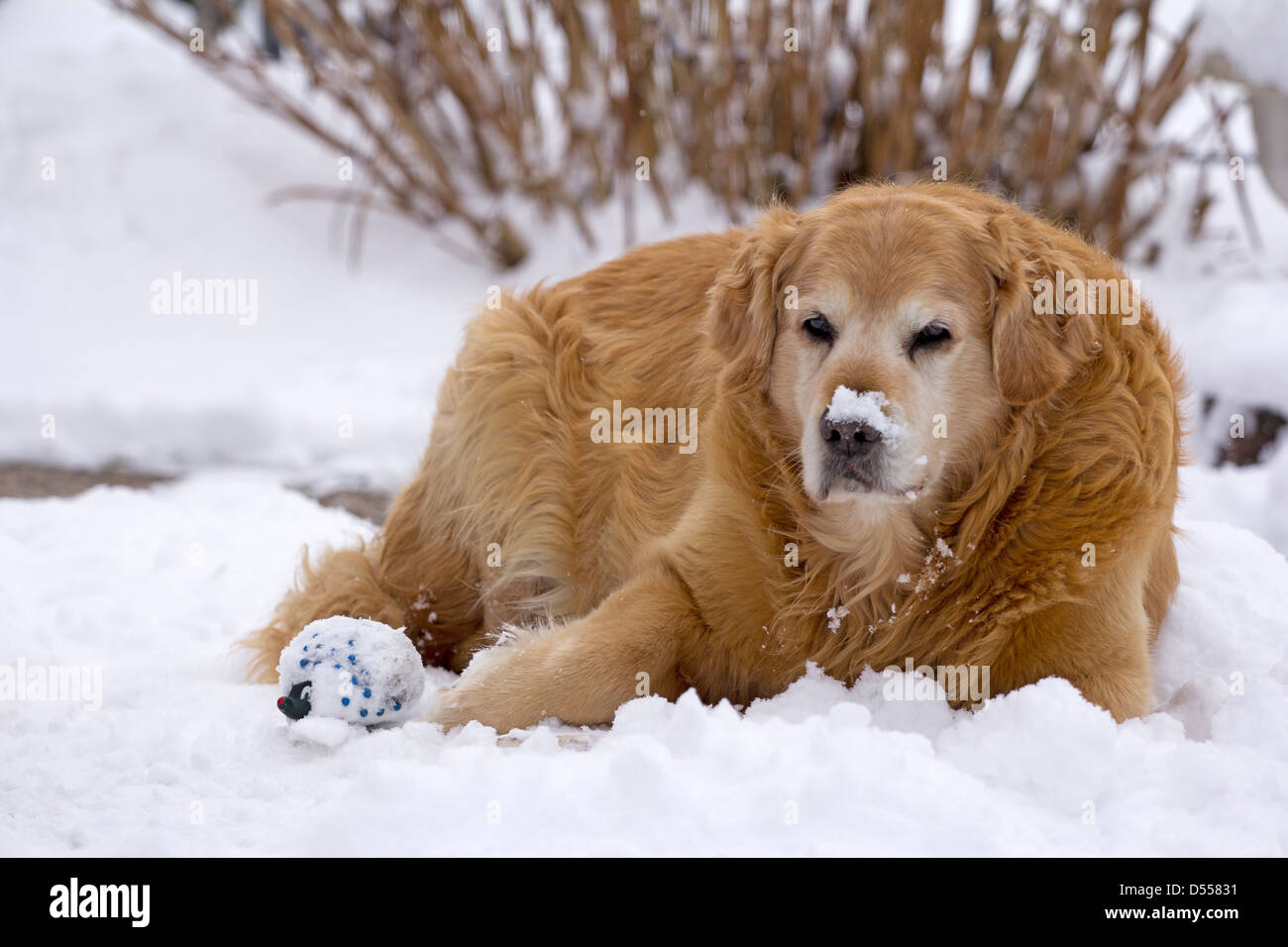 Golden retriever in the cold hi-res stock photography and images - Alamy