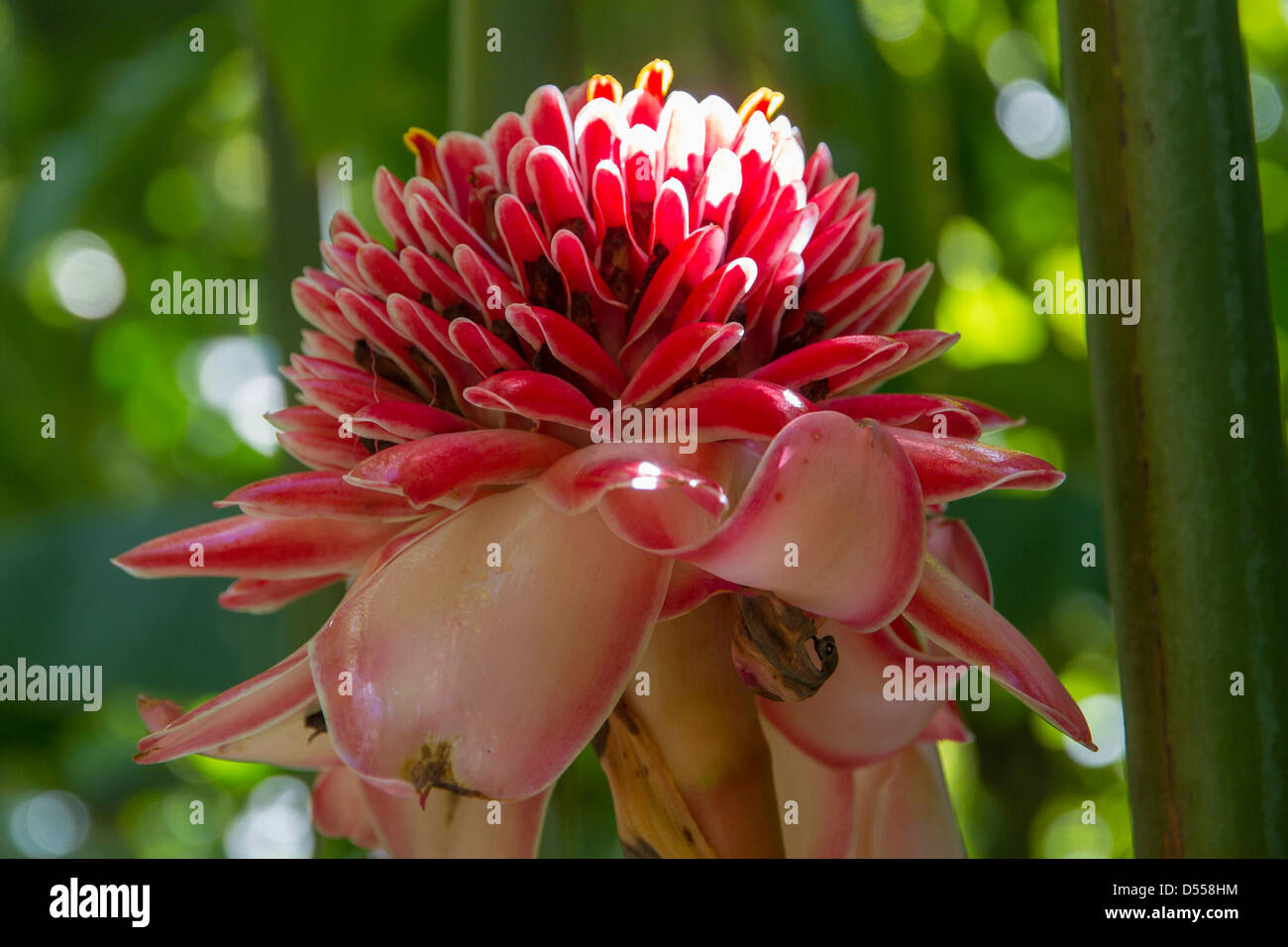 Pink Torch Ginger flower Stock Photo - Alamy
