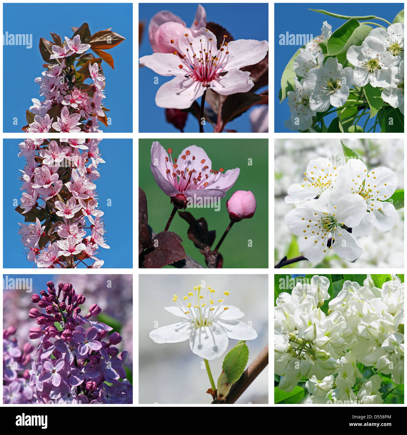 collage with close up of blossoming trees and bushes Stock Photo - Alamy