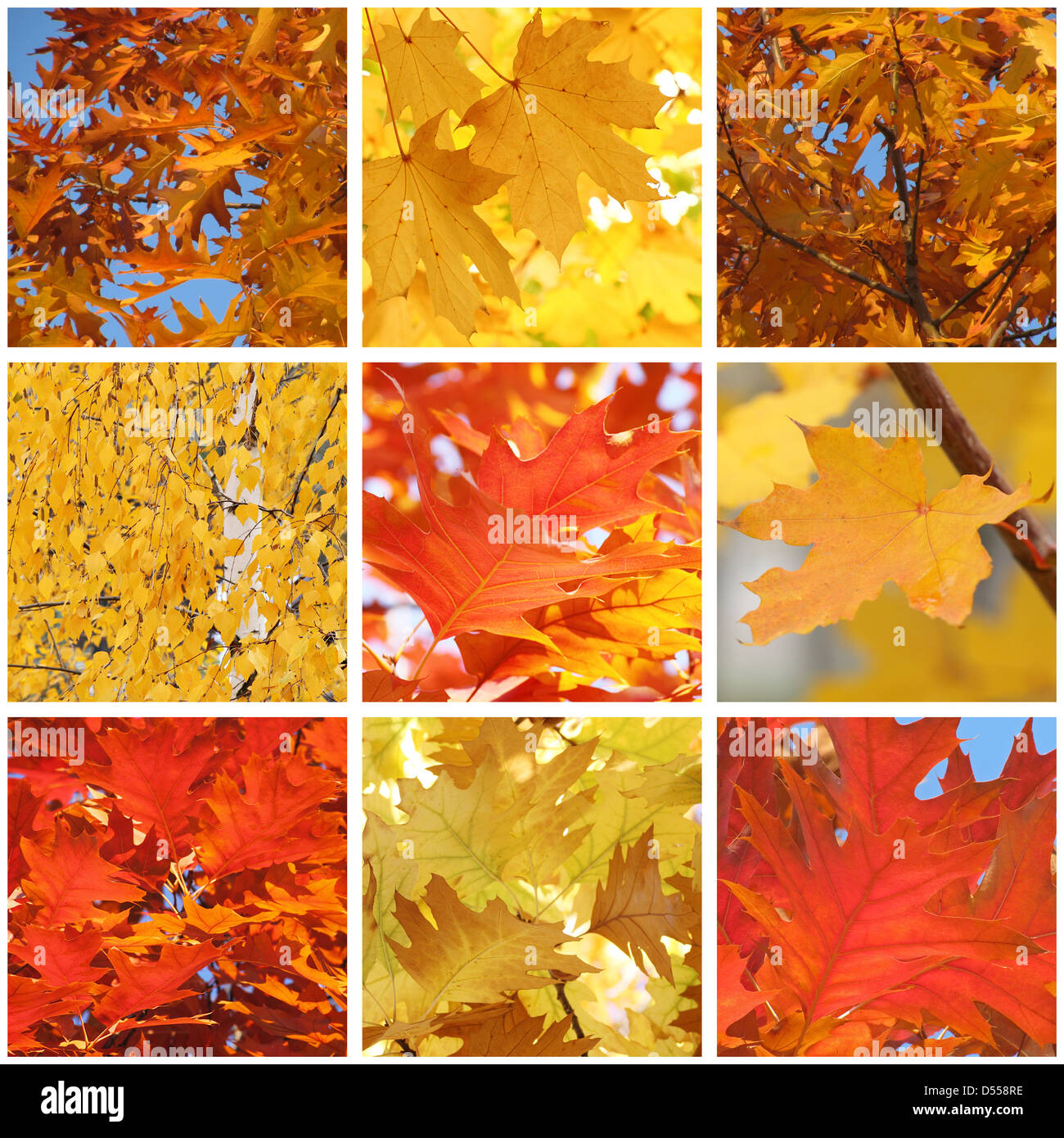 Collage of oak and maple leaves hi-res stock photography and images - Alamy