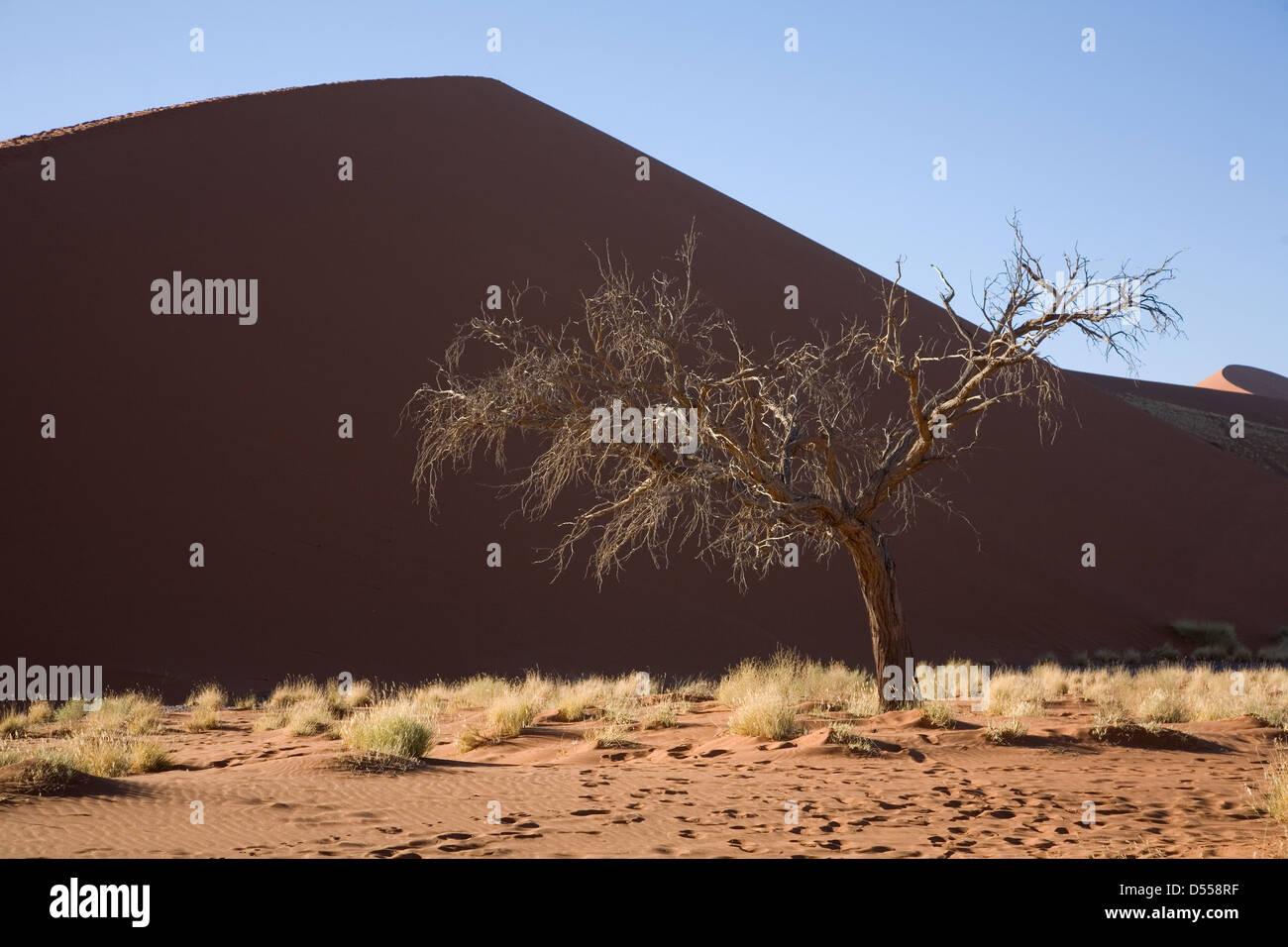 Acacia tree and dune-grass in the Namib Desert Stock Photo - Alamy
