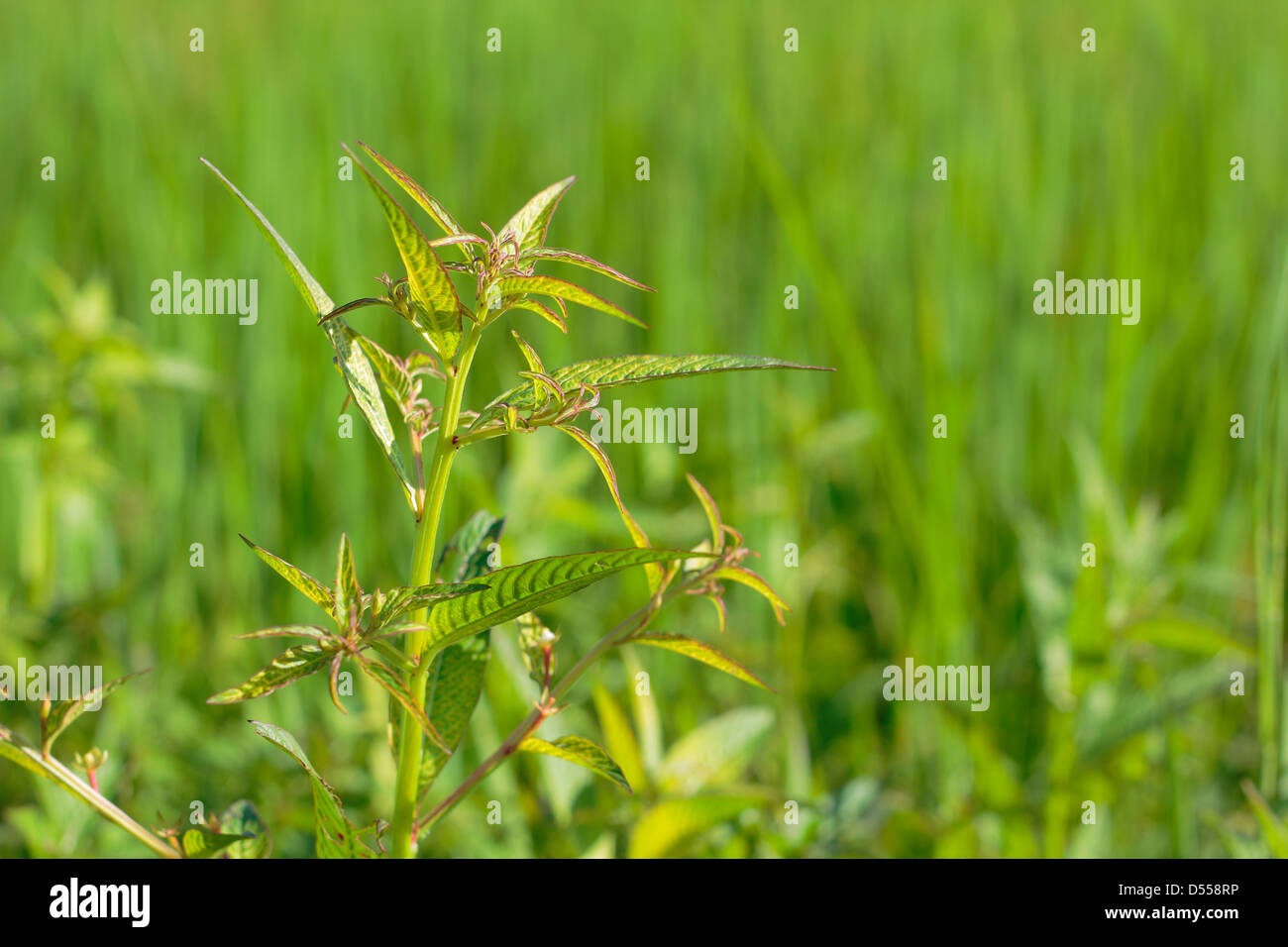 close up of fresh weed in rice fields Stock Photo - Alamy