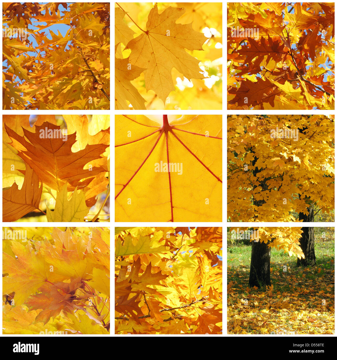 collage with leaves at fall Stock Photo - Alamy