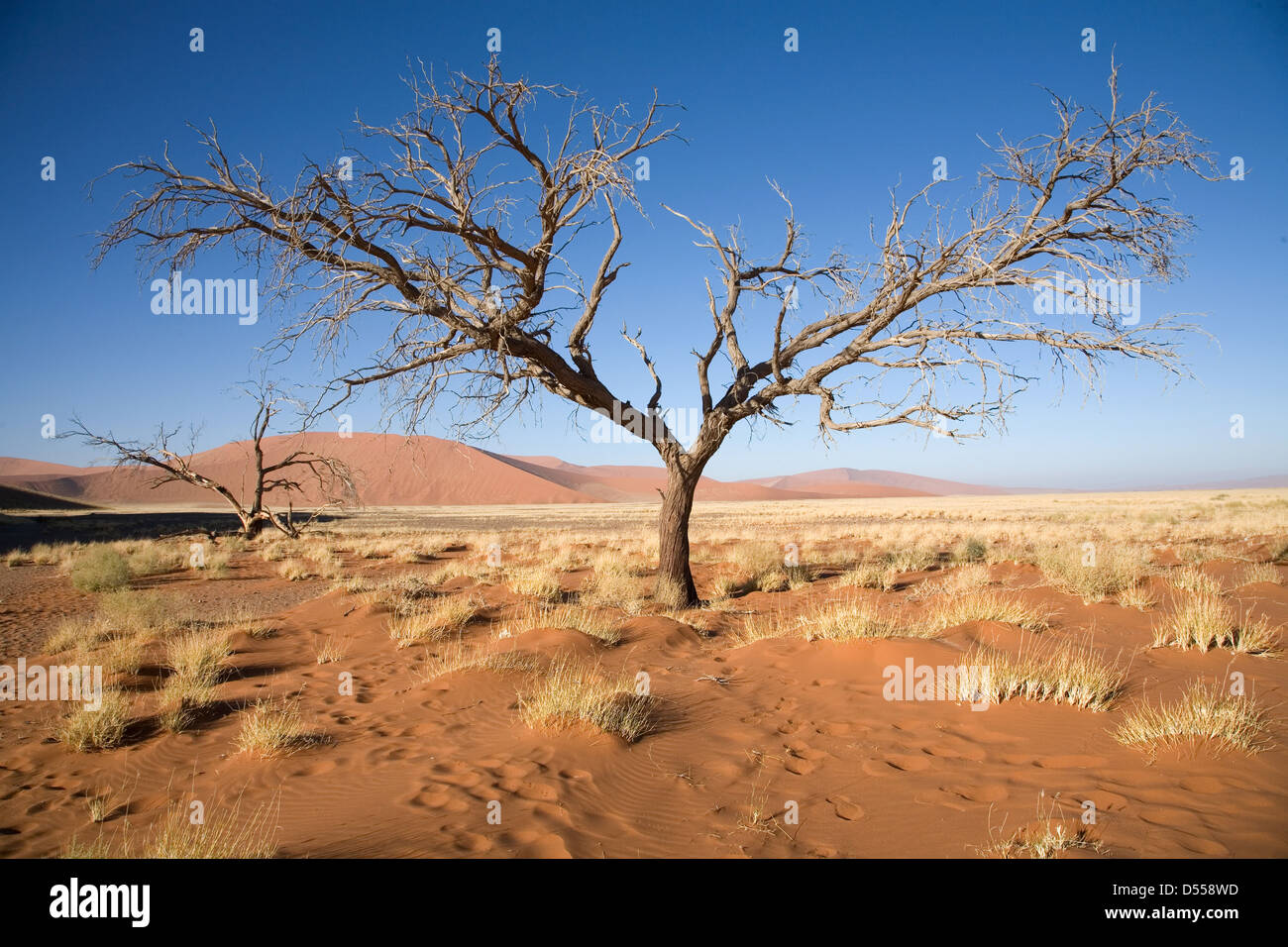 Acacia tree and dune-grass in the Namib Desert Stock Photo - Alamy