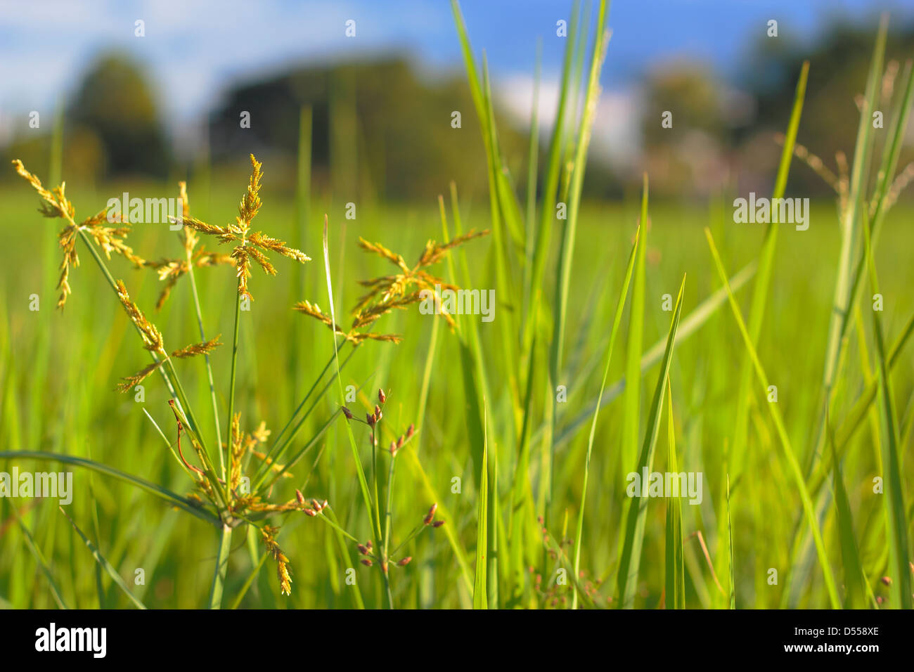 close up of fresh weed in rice fields Stock Photo - Alamy