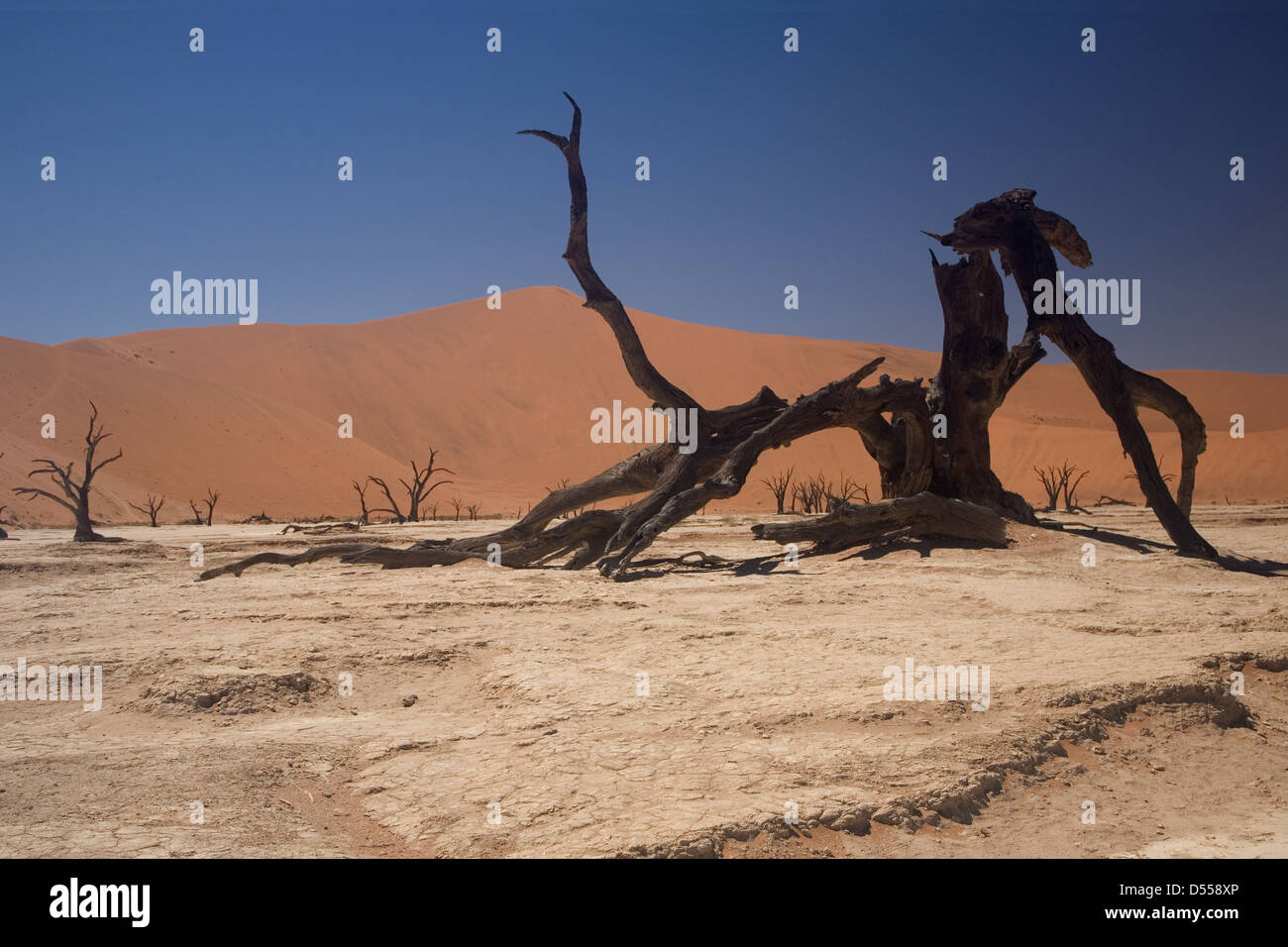 Tree Skeletons High Resolution Stock Photography and Images - Alamy