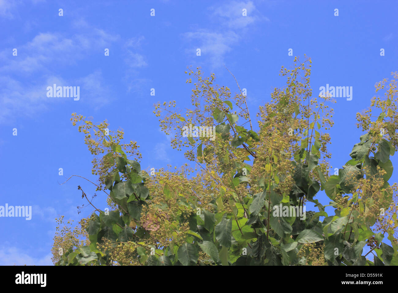 Teak tree hi-res stock photography and images - Alamy