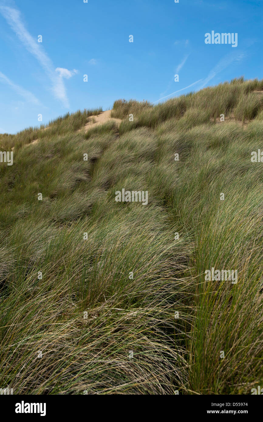 Marram grass covered sand dunes at Whiteford Point, Gower Stock Photo ...