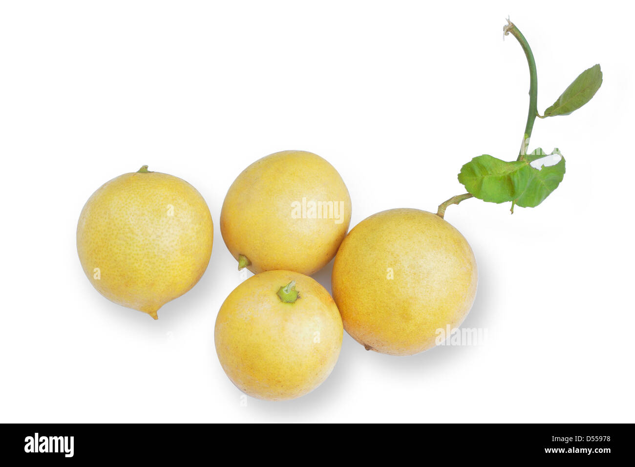 a group of lemon isolated on white background Stock Photo - Alamy
