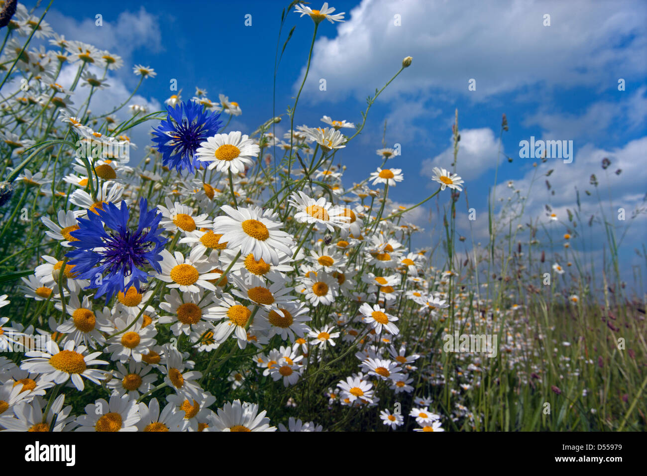 Corn cockles hi-res stock photography and images - Alamy