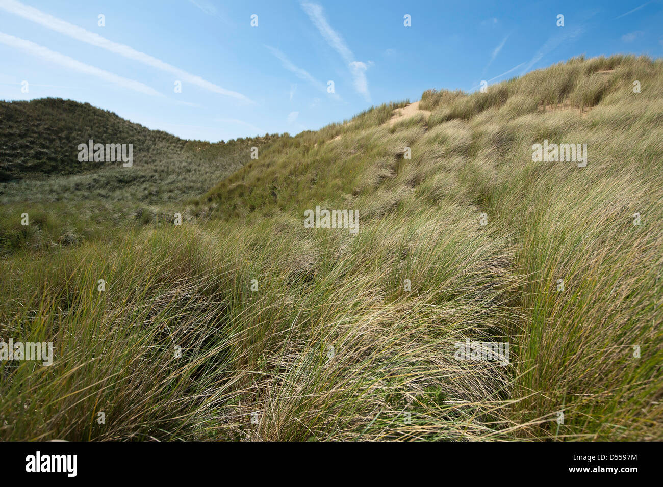 Marram grass covered sand dunes at Whiteford Point, Gower Stock Photo ...