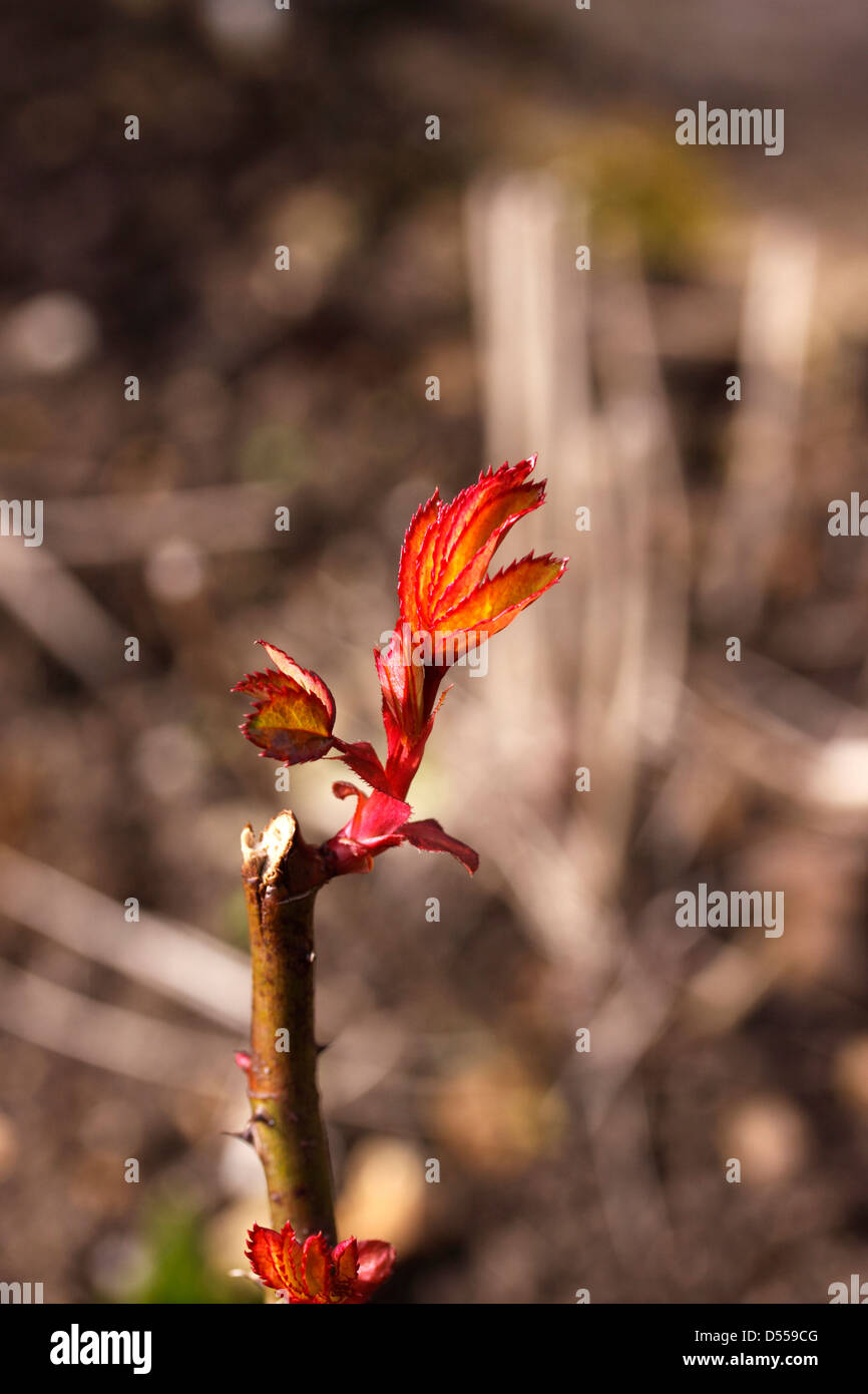 Rose new growth leaf hi-res stock photography and images - Alamy