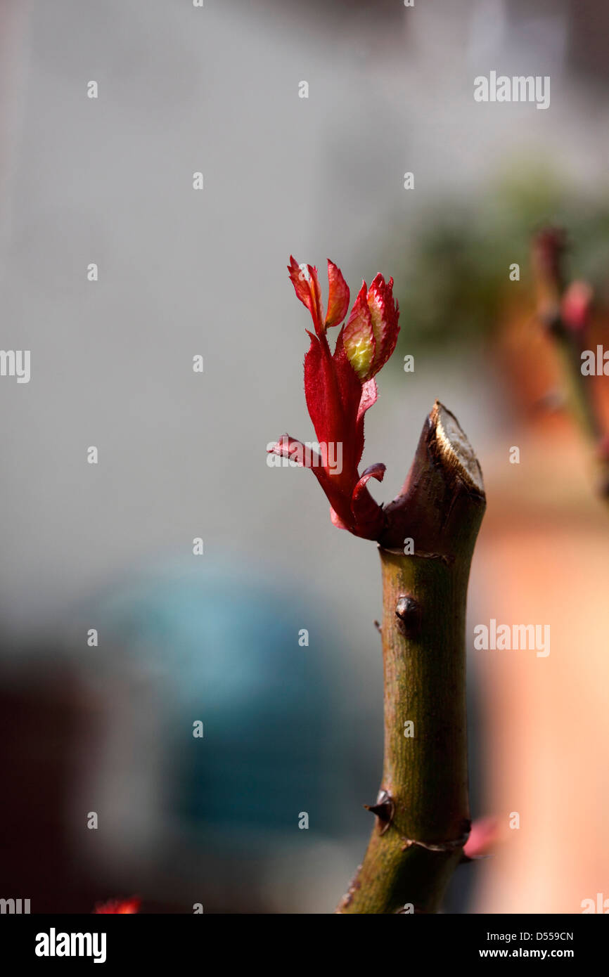 New spring shoots hi-res stock photography and images - Alamy