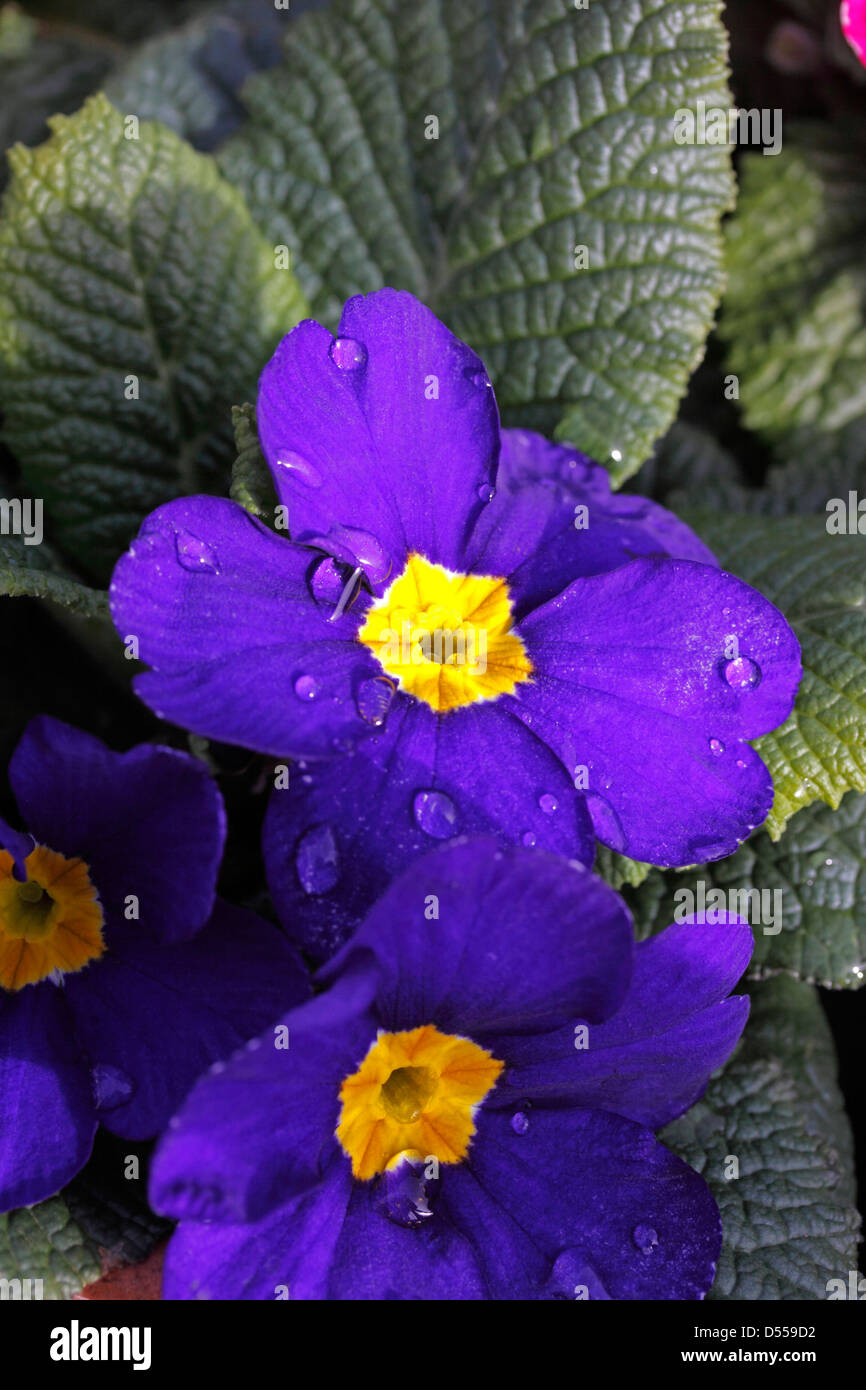 Primula polyanthus hi-res stock photography and images - Alamy