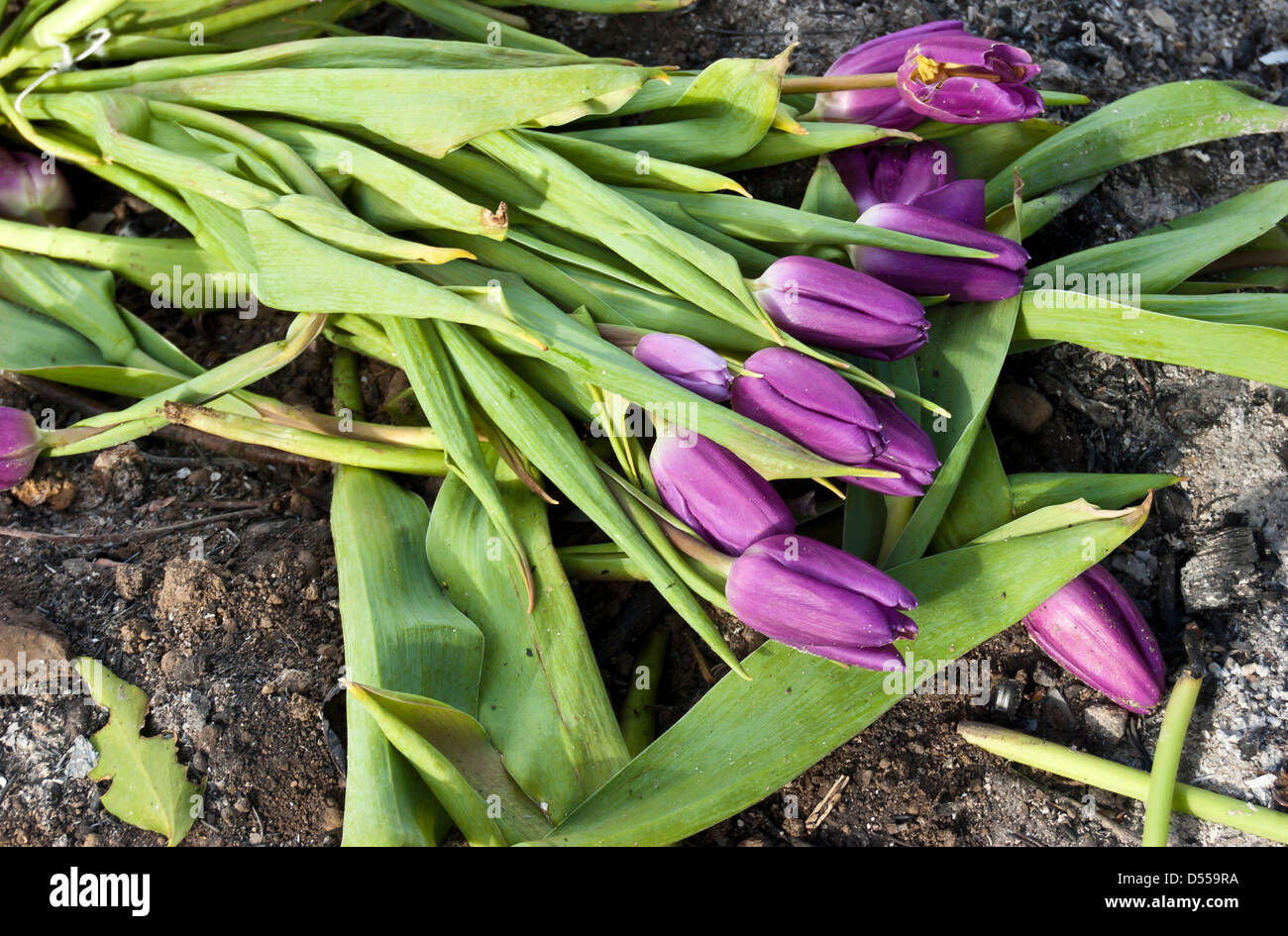 Bunch of Tulips on the ground Stock Photo - Alamy