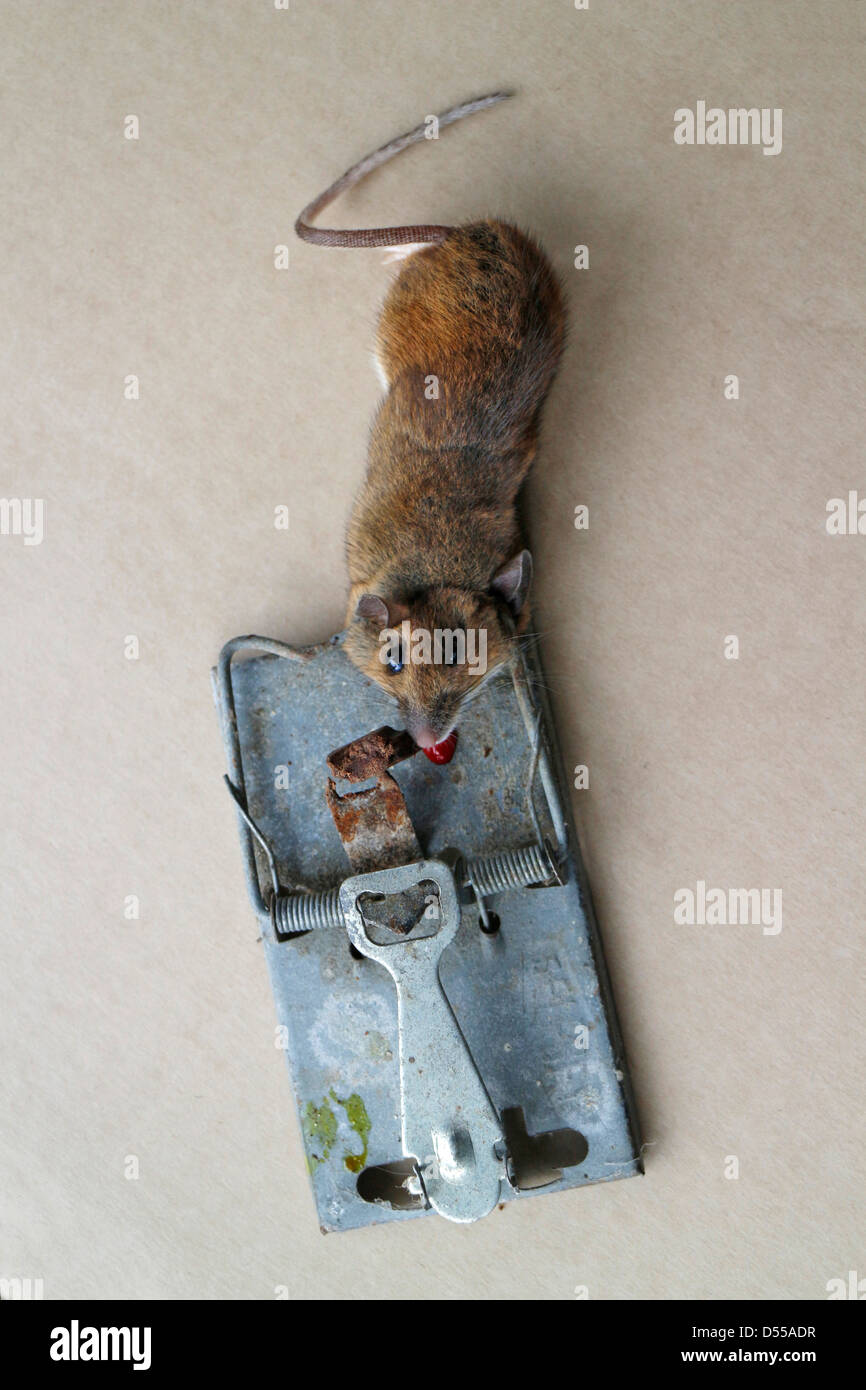 Dead mouse caught in mousetrap hi-res stock photography and images - Alamy
