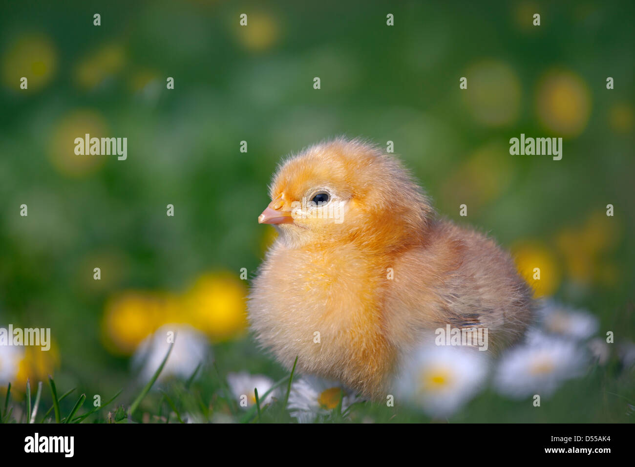 Baby chickens hi-res stock photography and images - Alamy