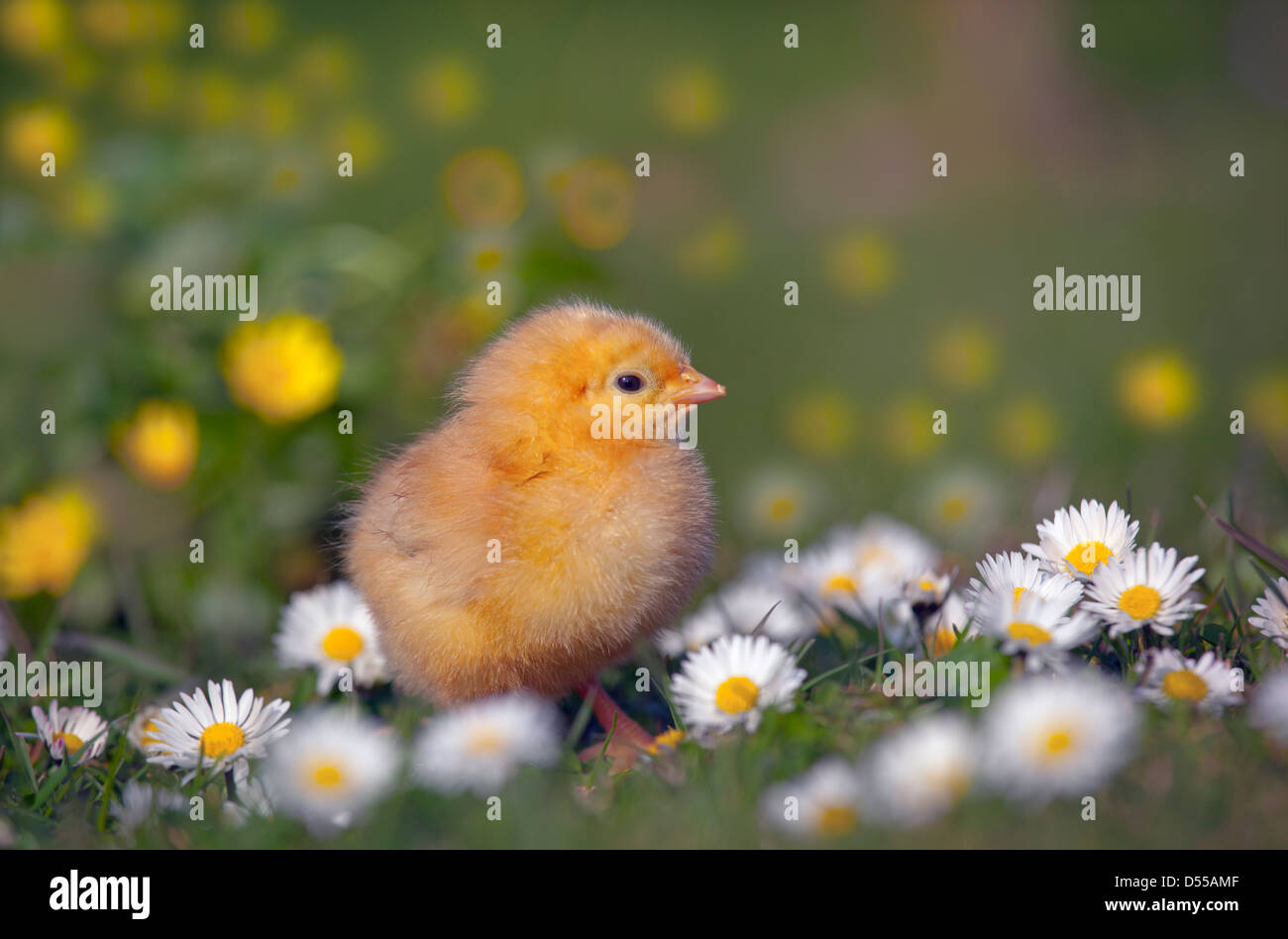 Baby chickens hi-res stock photography and images - Alamy