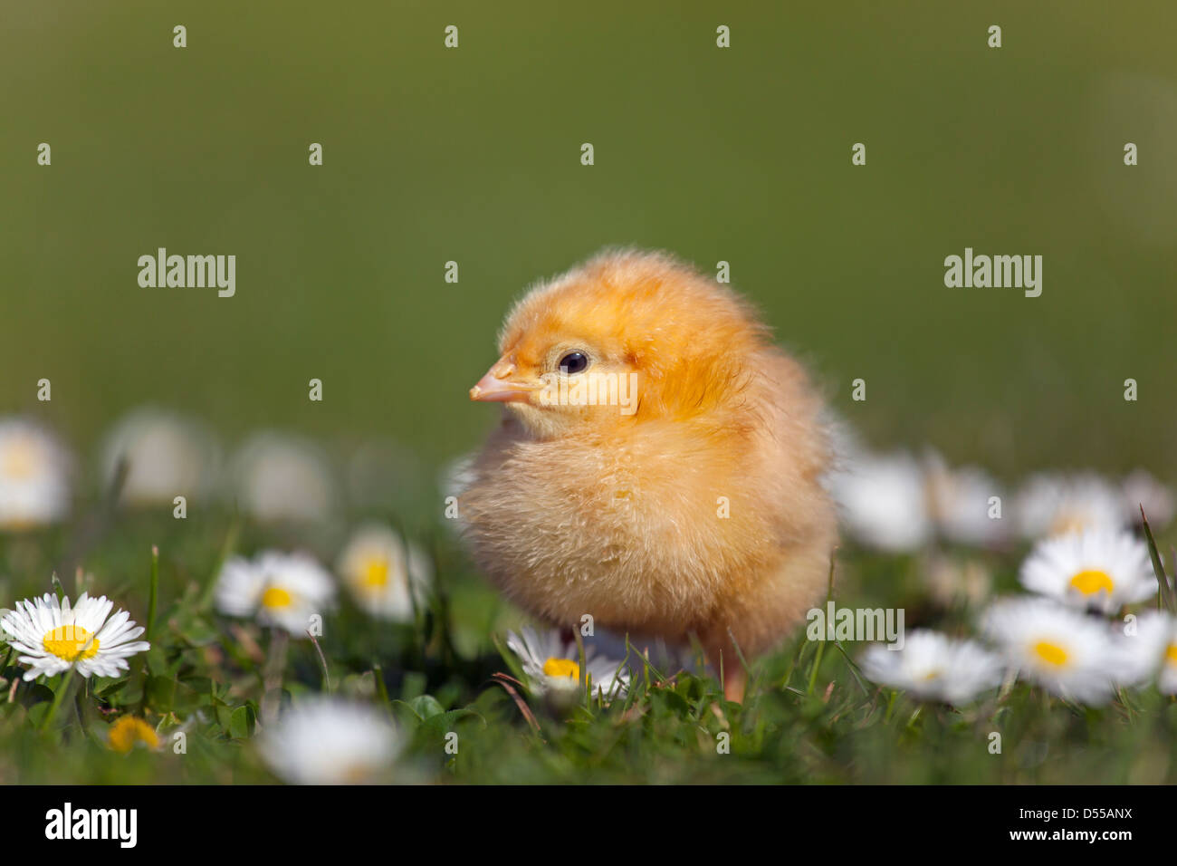 Baby chickens hi-res stock photography and images - Alamy