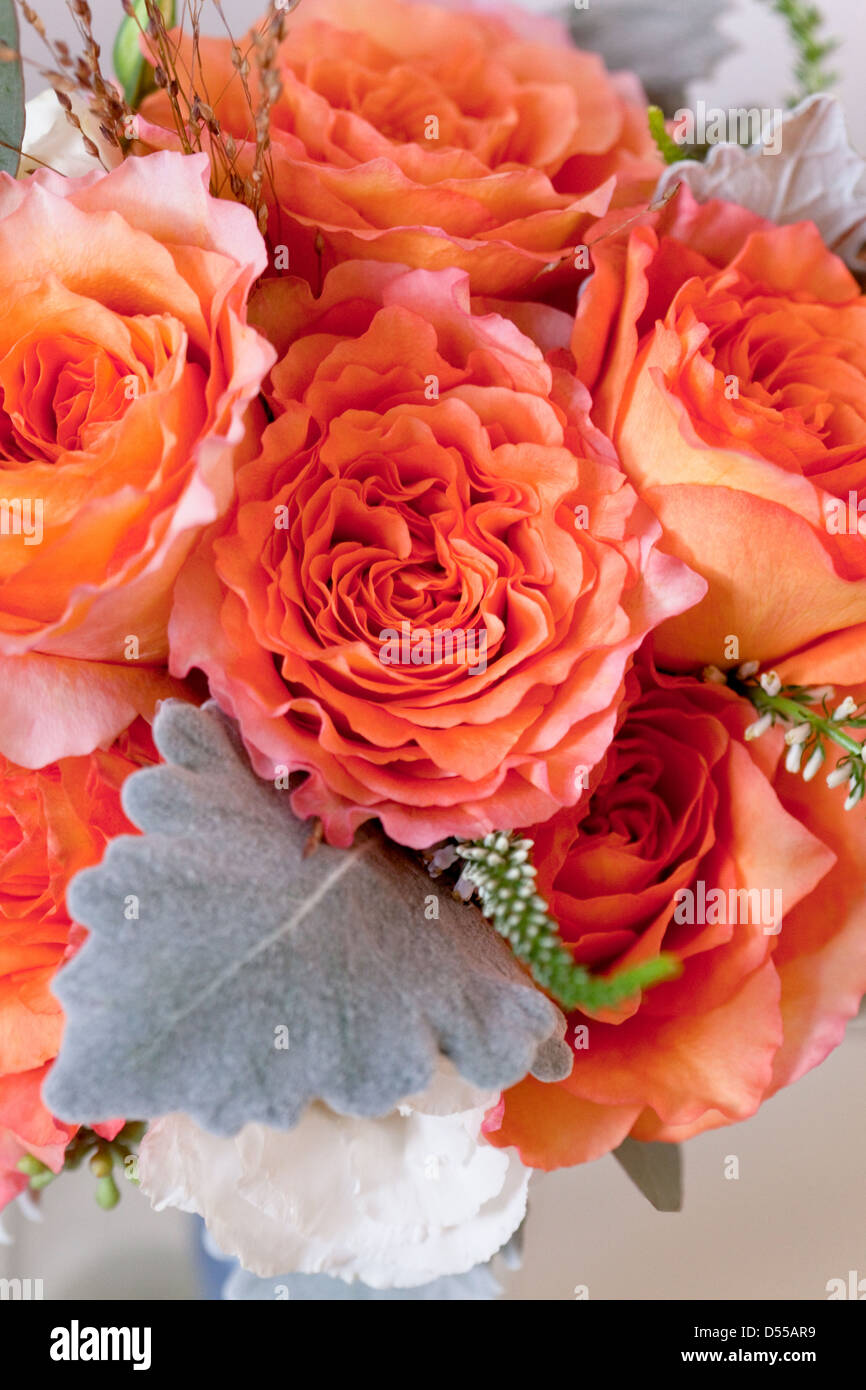 Lambs ear flower hi-res stock photography and images - Alamy