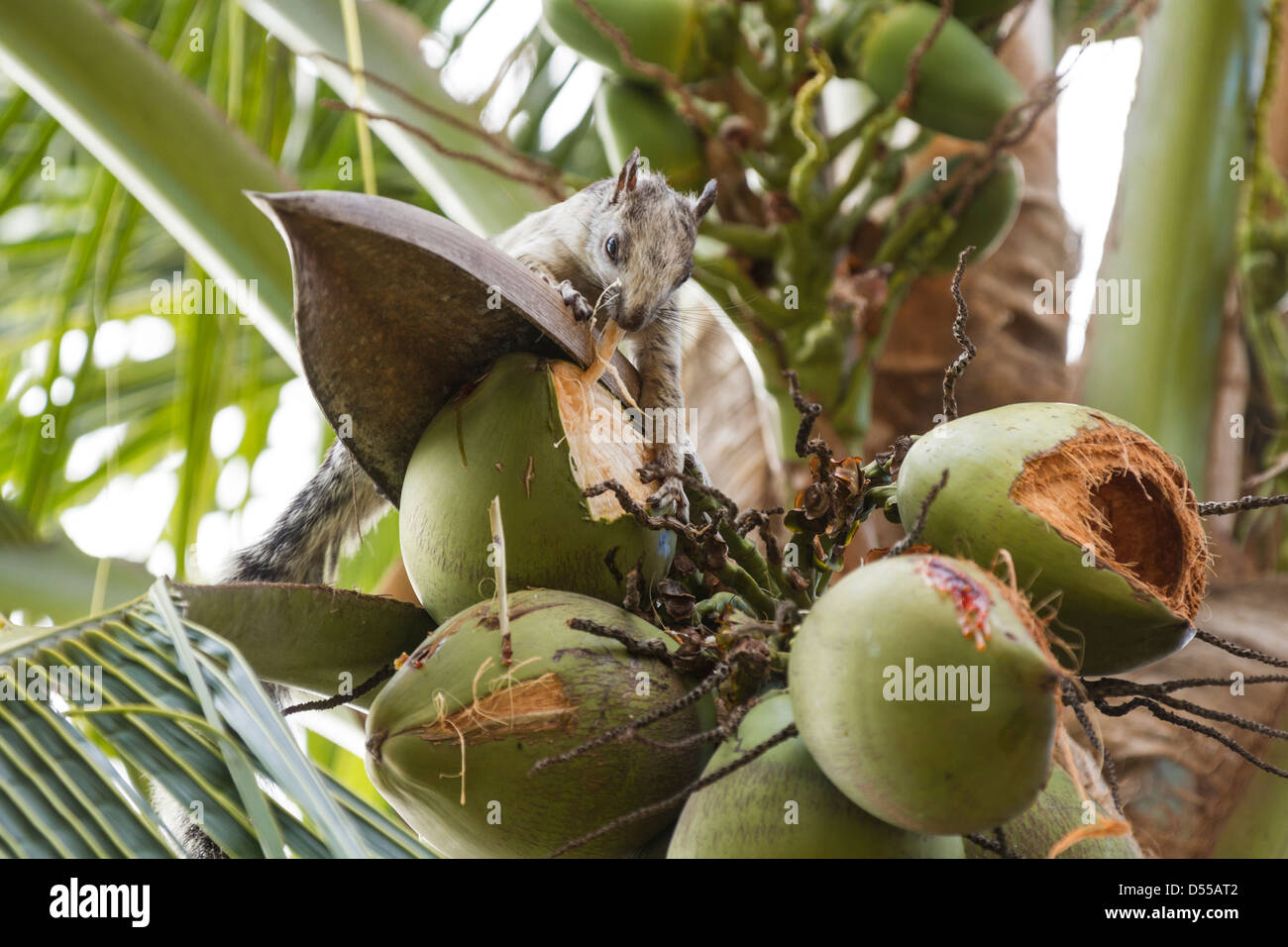 Variegated Squirrel (Sciurus variegatoides) forraging coconuts at ...