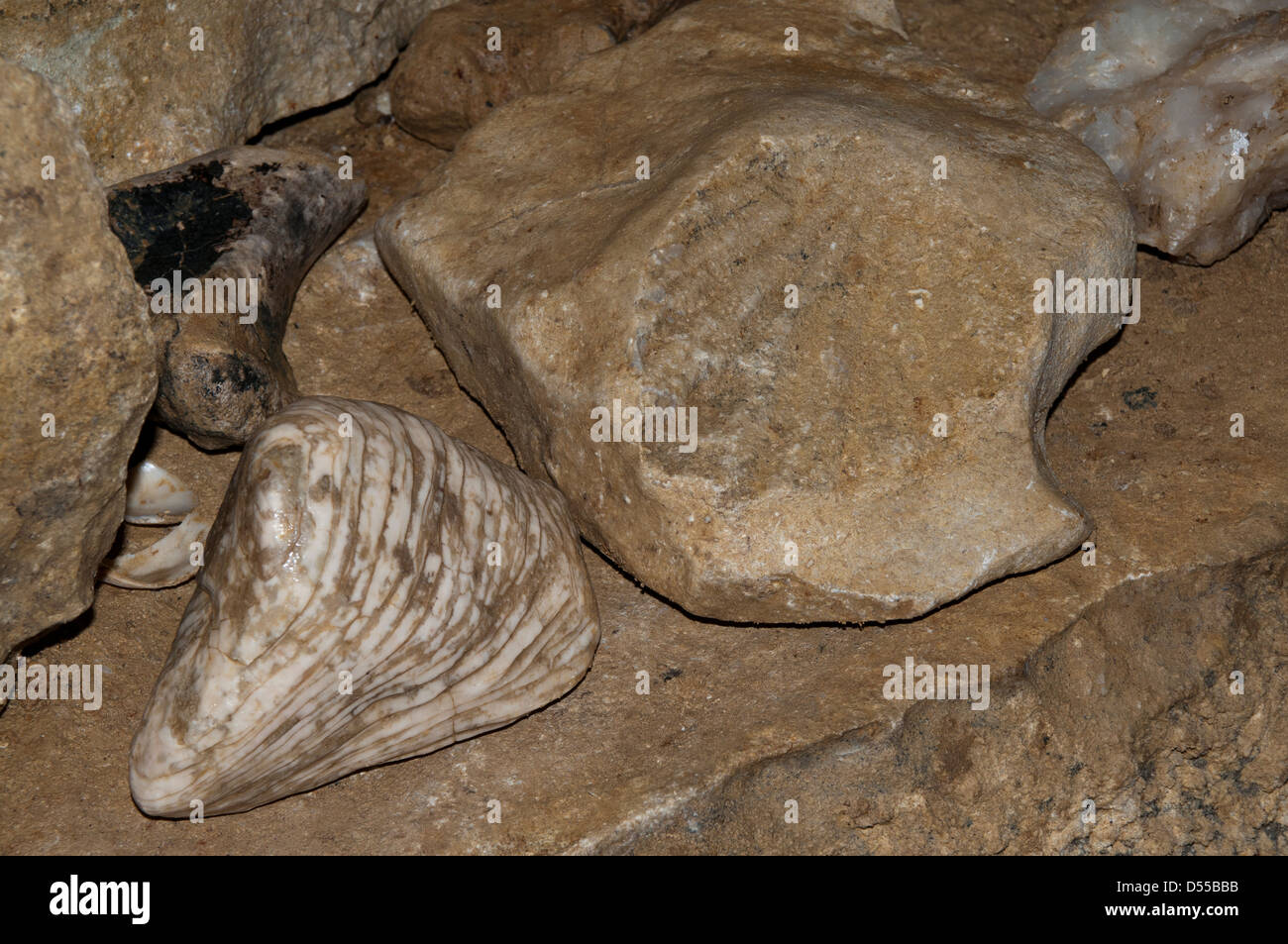 Limestone with fossils hi-res stock photography and images - Alamy
