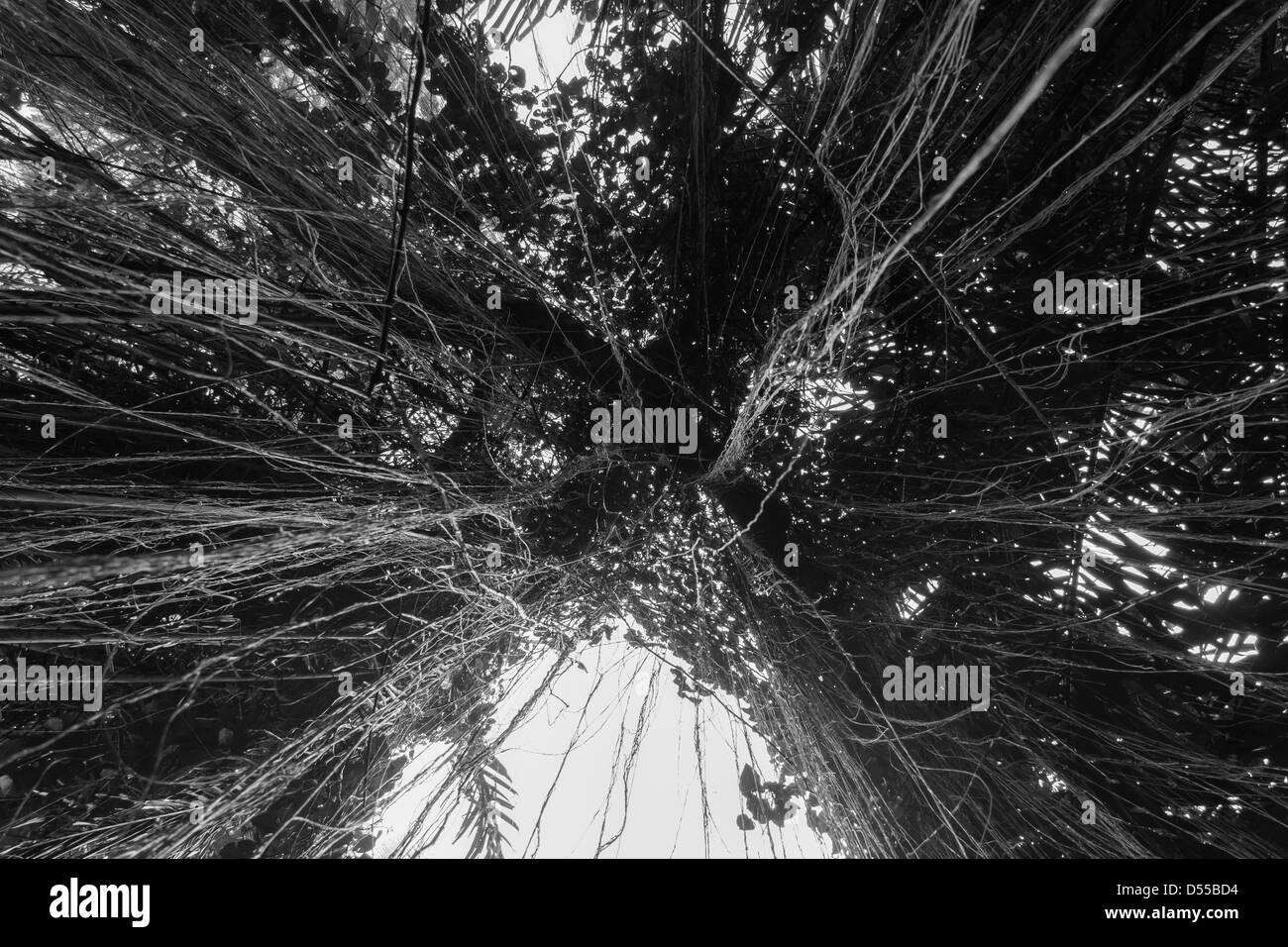 Hanging roots hi-res stock photography and images - Alamy