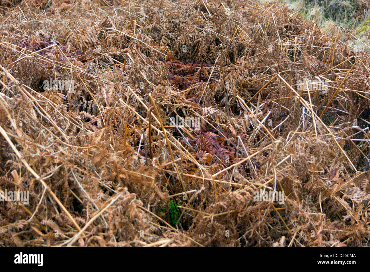 Dead bracken in winter Stock Photo - Alamy