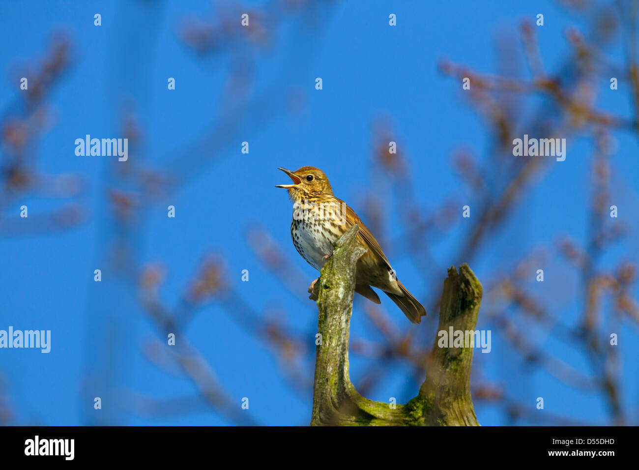 Song thrush singing spring hi-res stock photography and images - Alamy